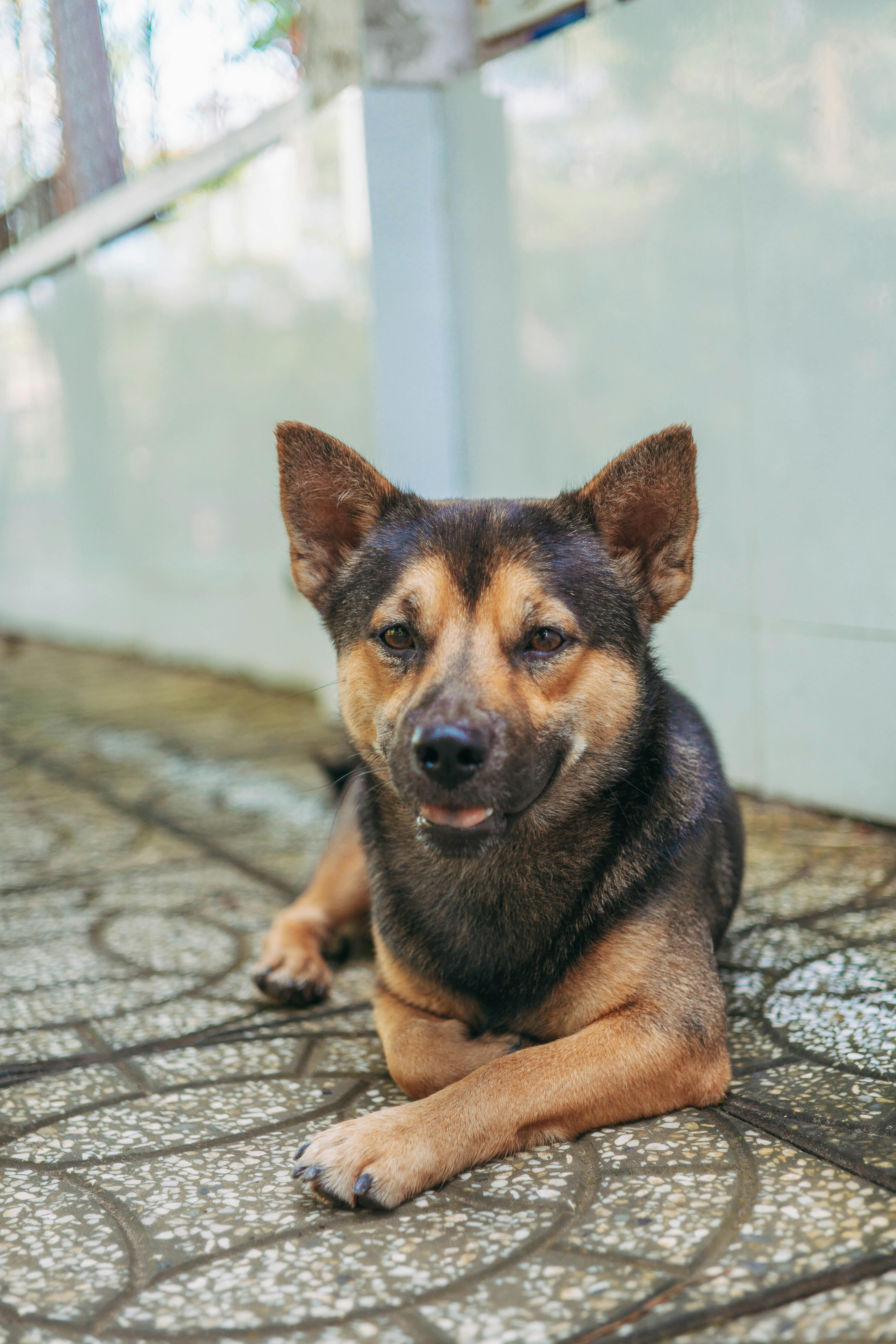 Dog+Pitchers Photos, Download The BEST Free Dog+Pitchers Stock Photos ...
