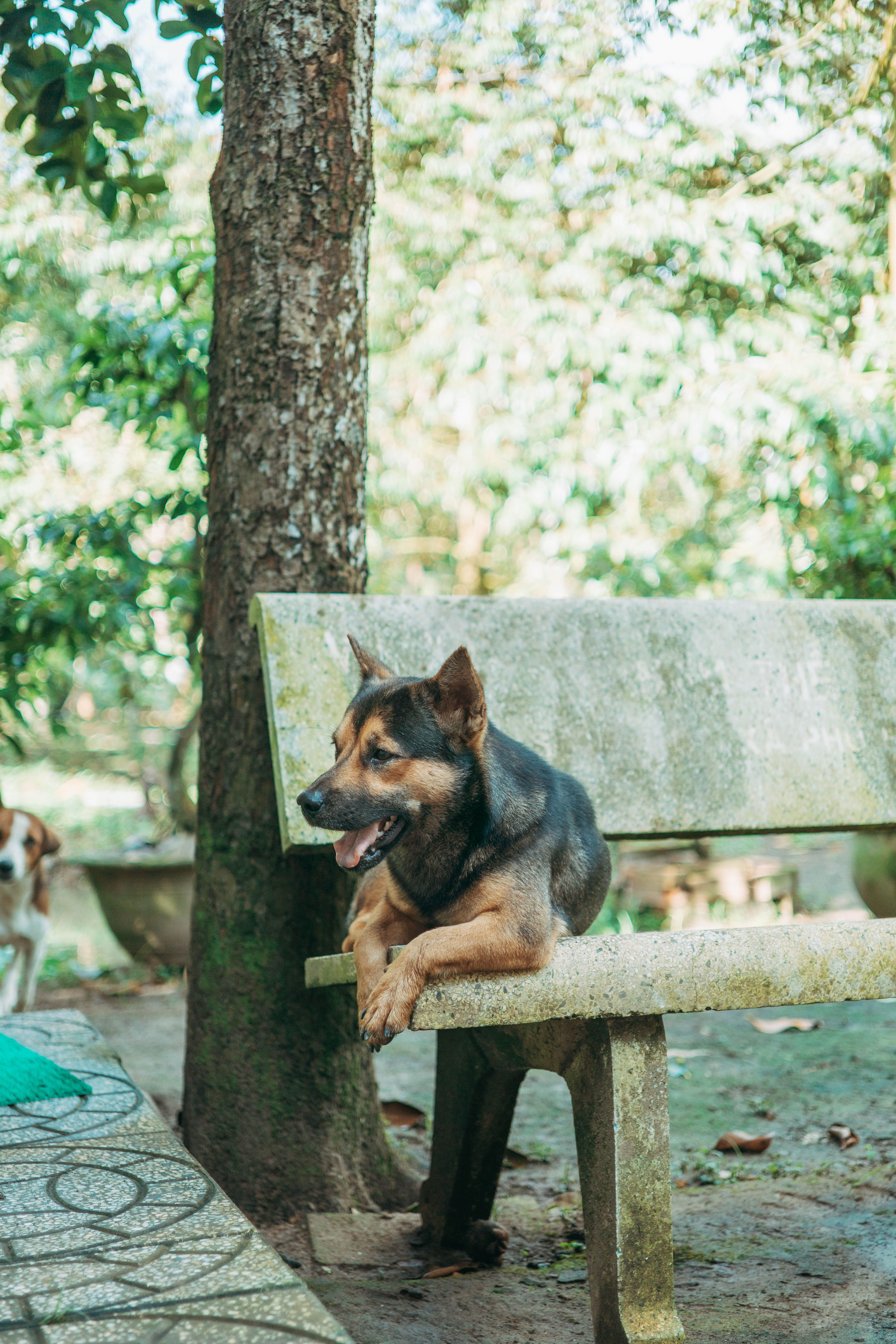 Dog Bark Tree Photos, Download The BEST Free Dog Bark Tree Stock Photos ...