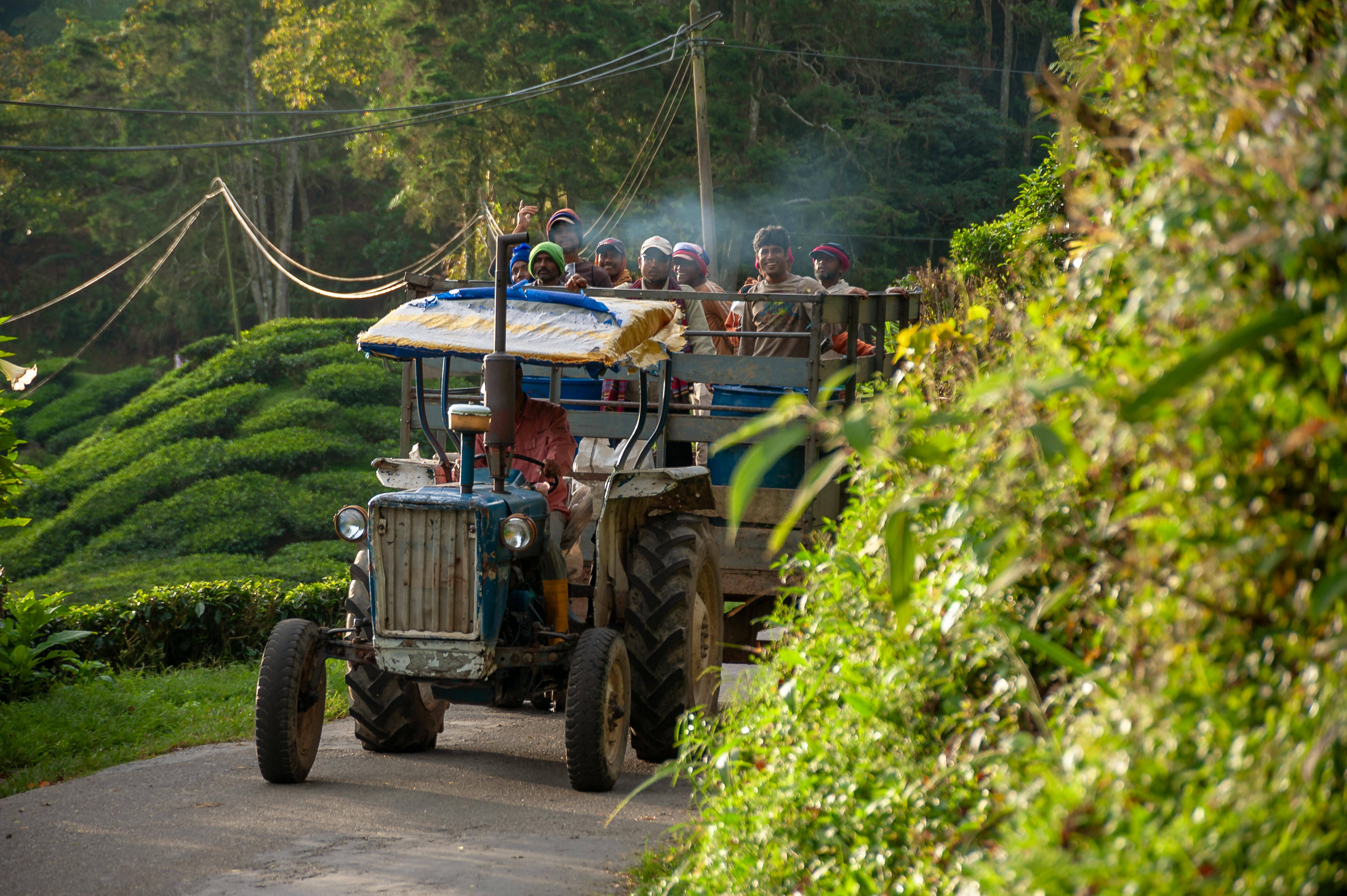 People Riding on Tractor Through Tea Plantation · Free Stock Photo