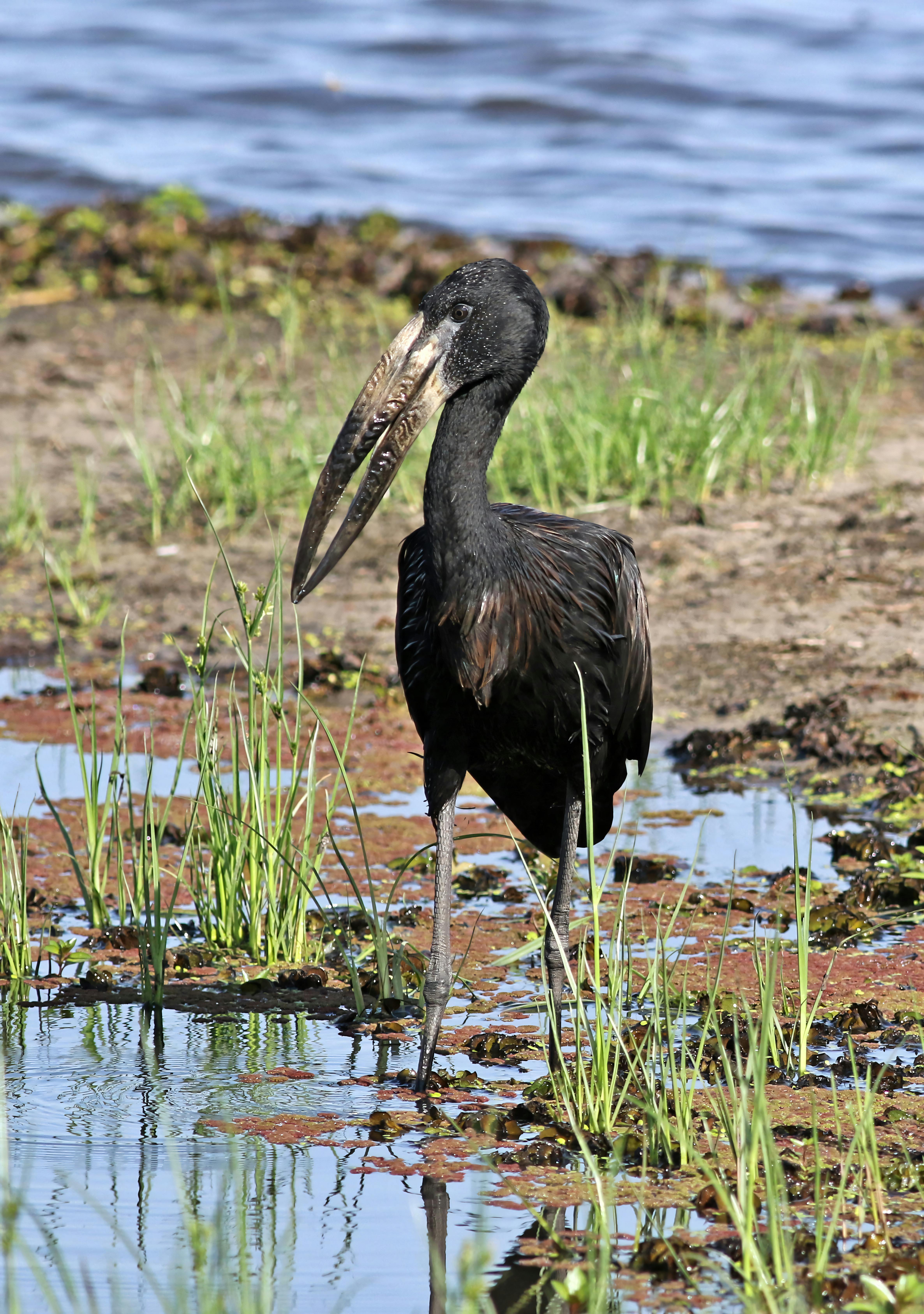 African Openbill in Chobe National Park Wetlands · Free Stock Photo