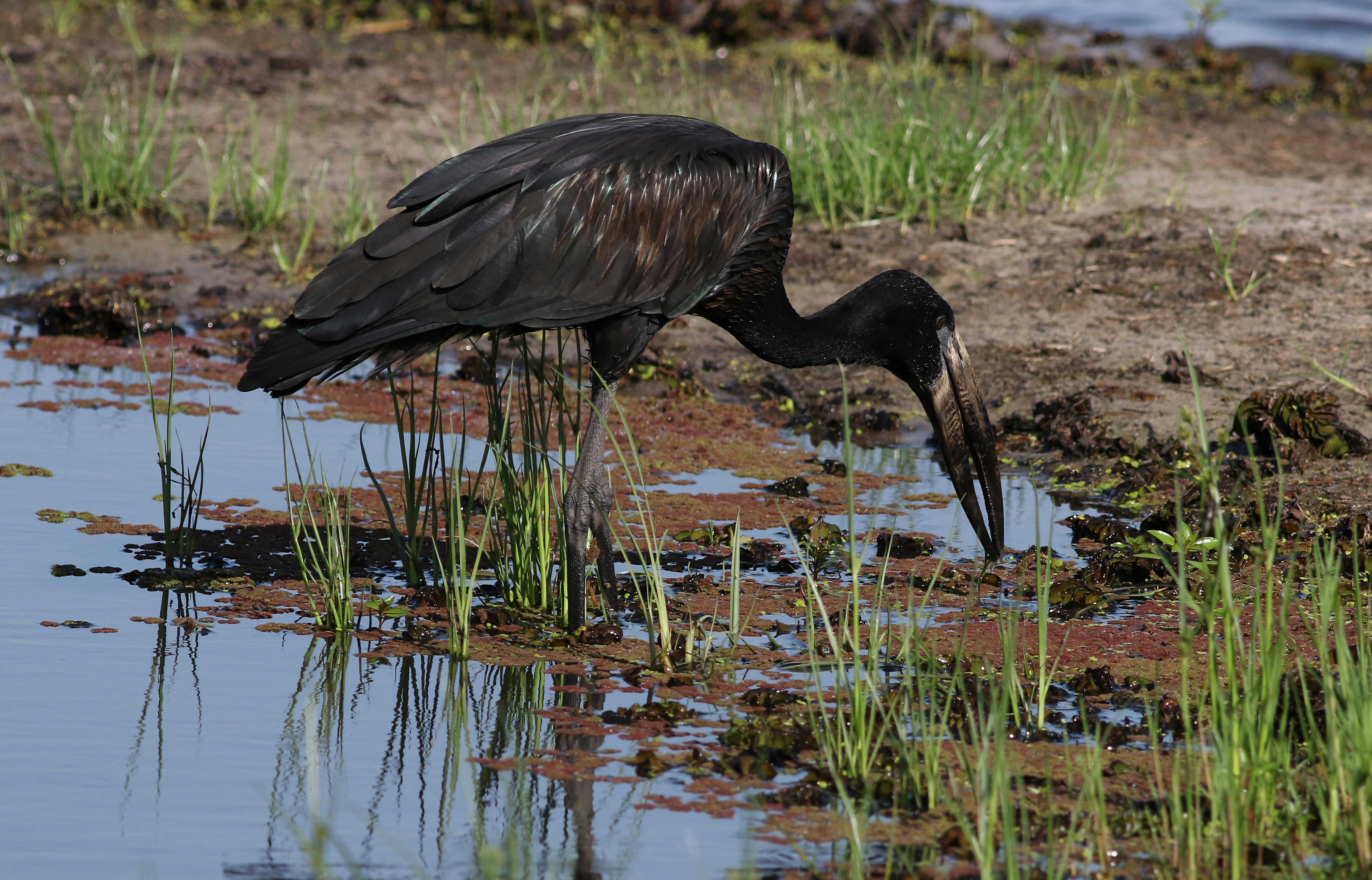 Iranian Migration Photos, Download The BEST Free Iranian Migration ...