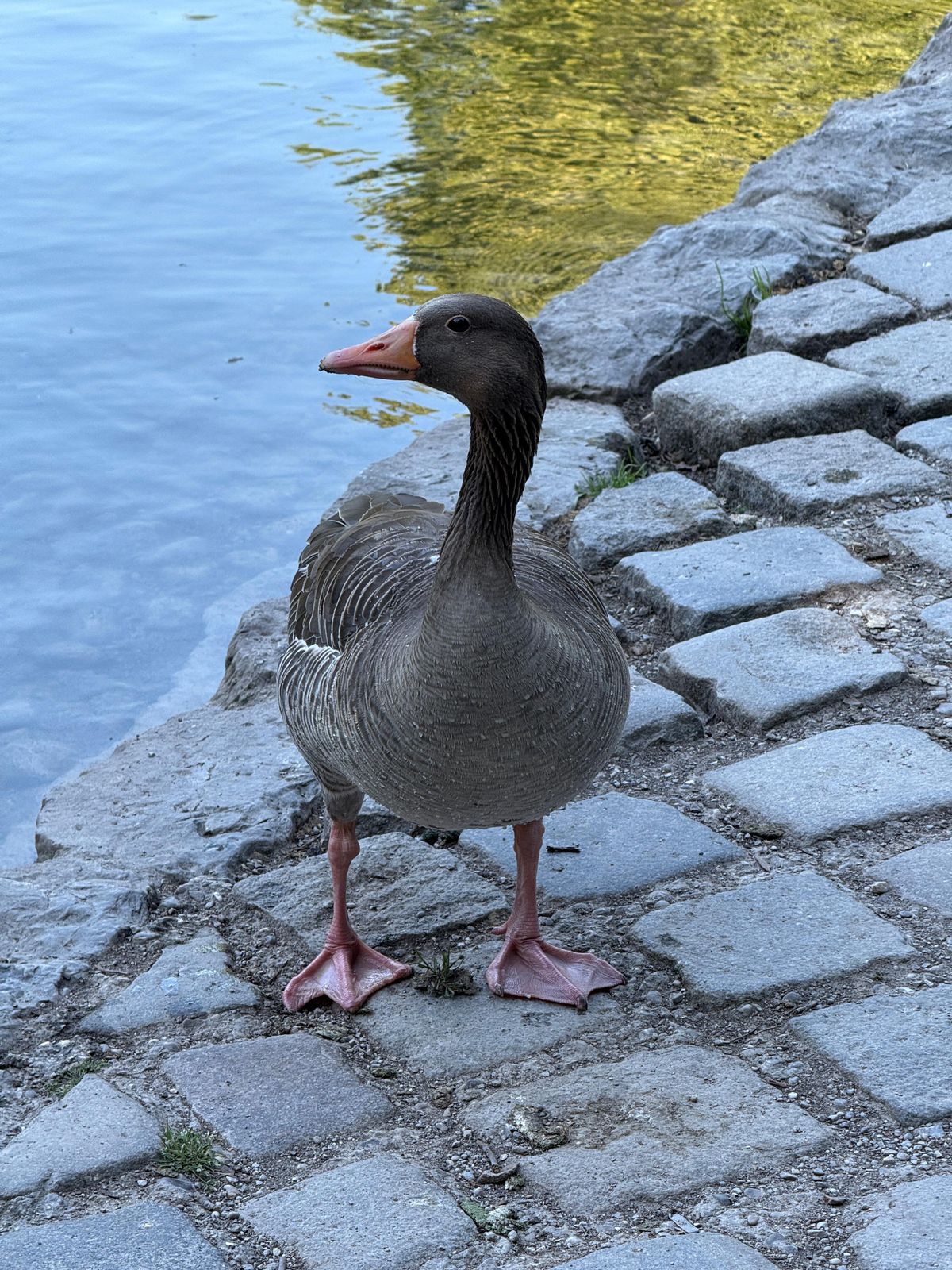 Cute Goose Photos, Download The BEST Free Cute Goose Stock Photos & HD ...