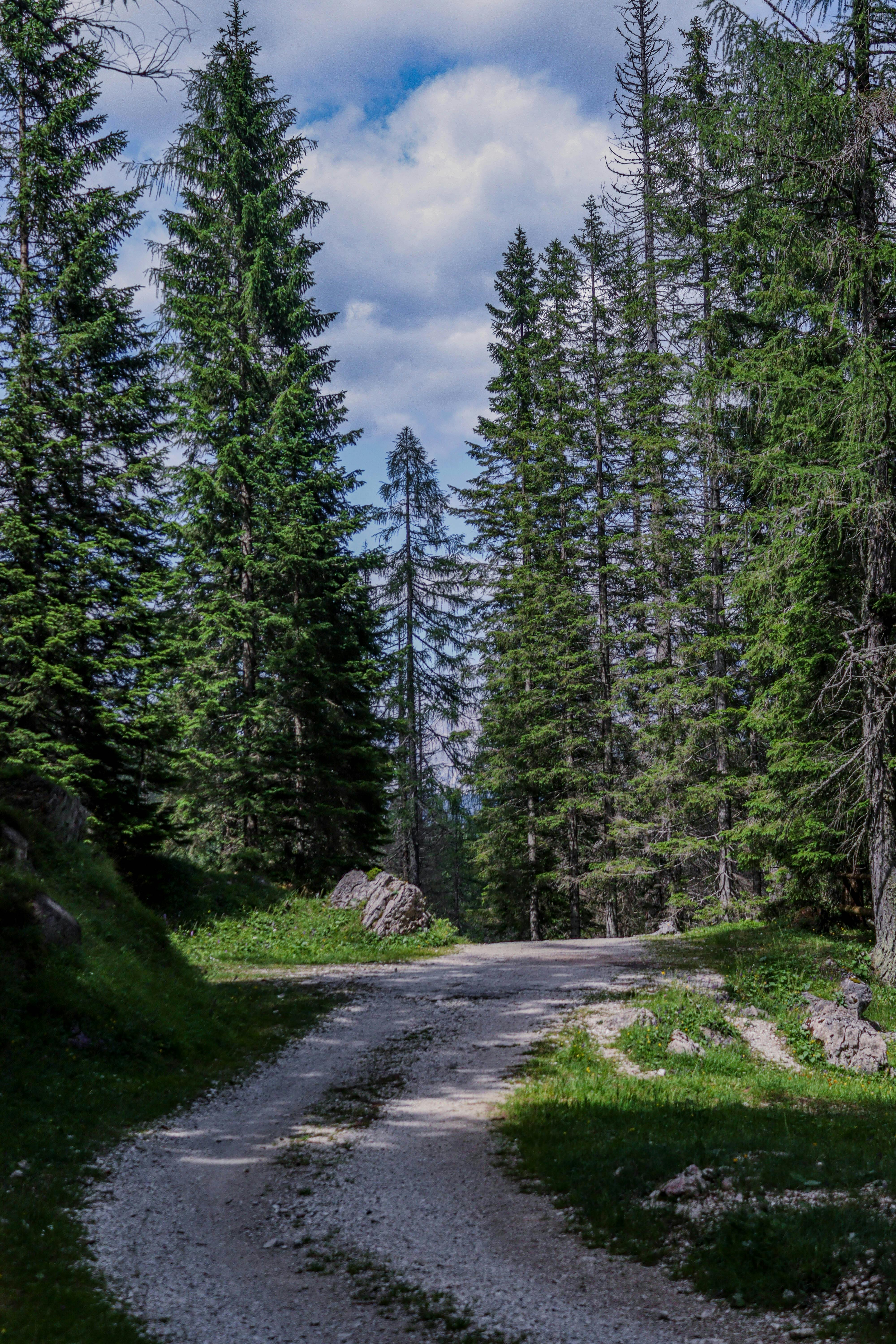 Jalur Hutan Yang Tenang Di Alam Liar Yang Hijau Dan Rimbun · Foto Stok ...