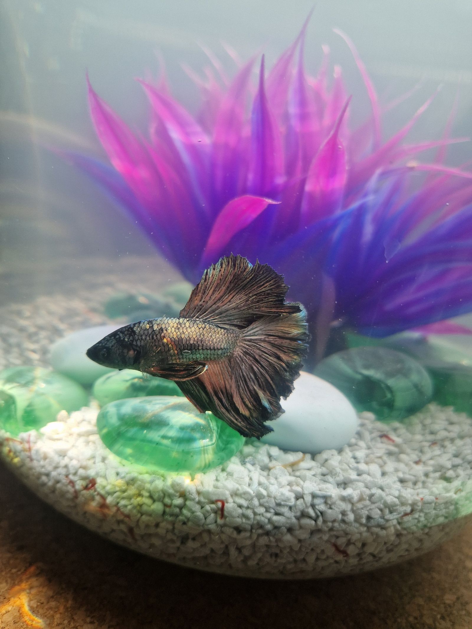 Betta Fish Photos, Download The BEST Free Betta Fish Stock Photos & HD ...