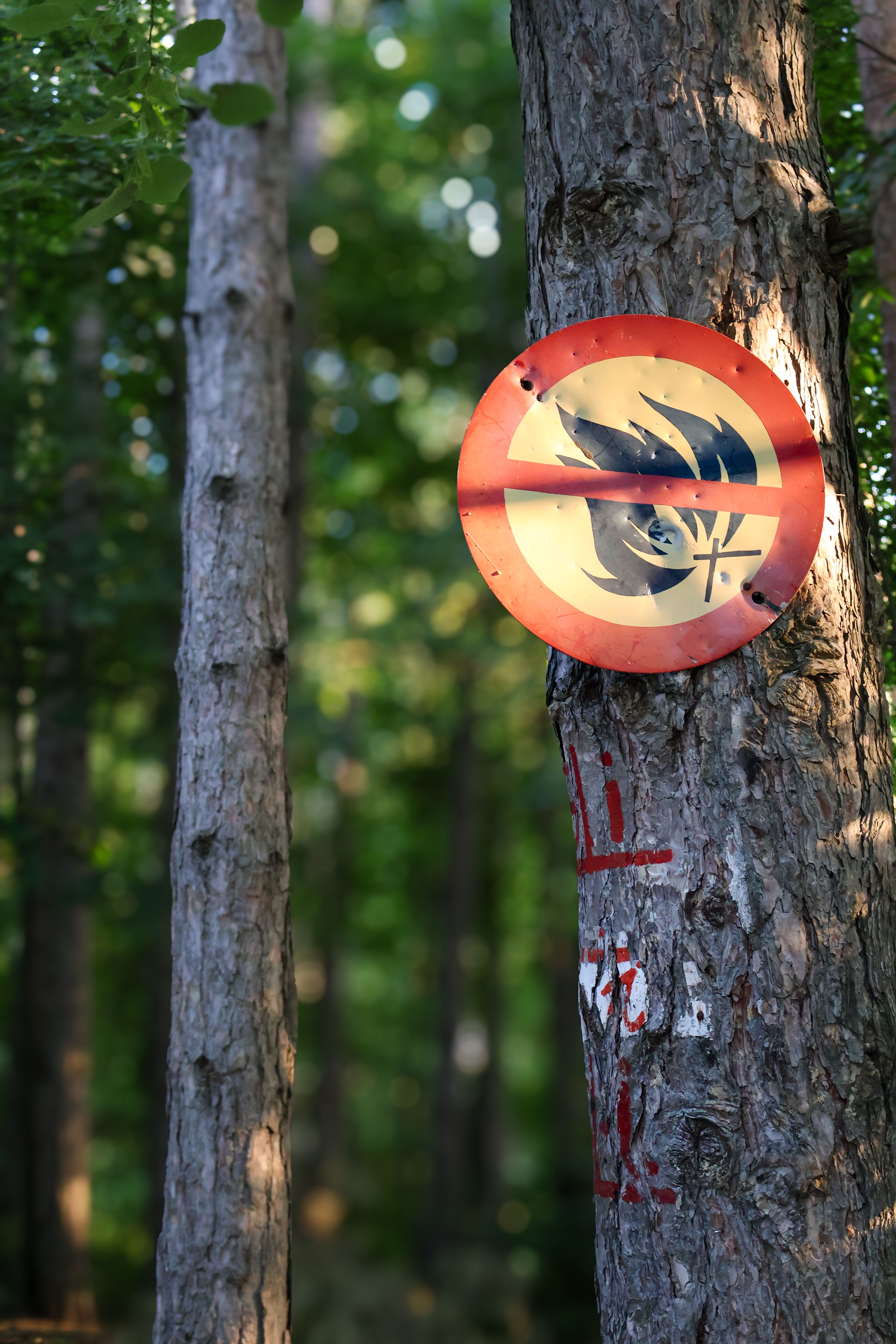 Forest Warning Sign No Campfires Allowed · Free Stock Photo