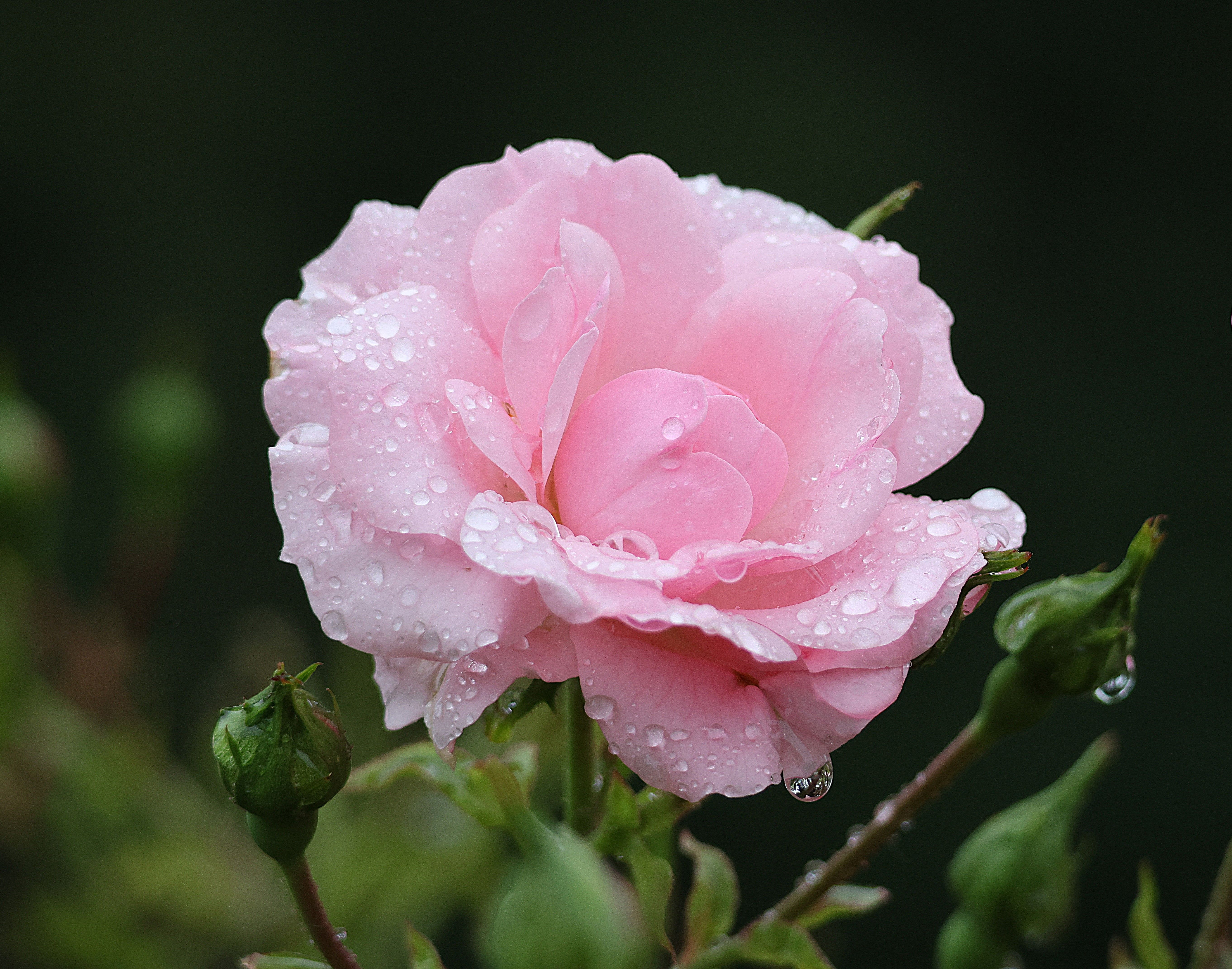 Flower Landscape Photos, Download The BEST Free Flower Landscape Stock ...
