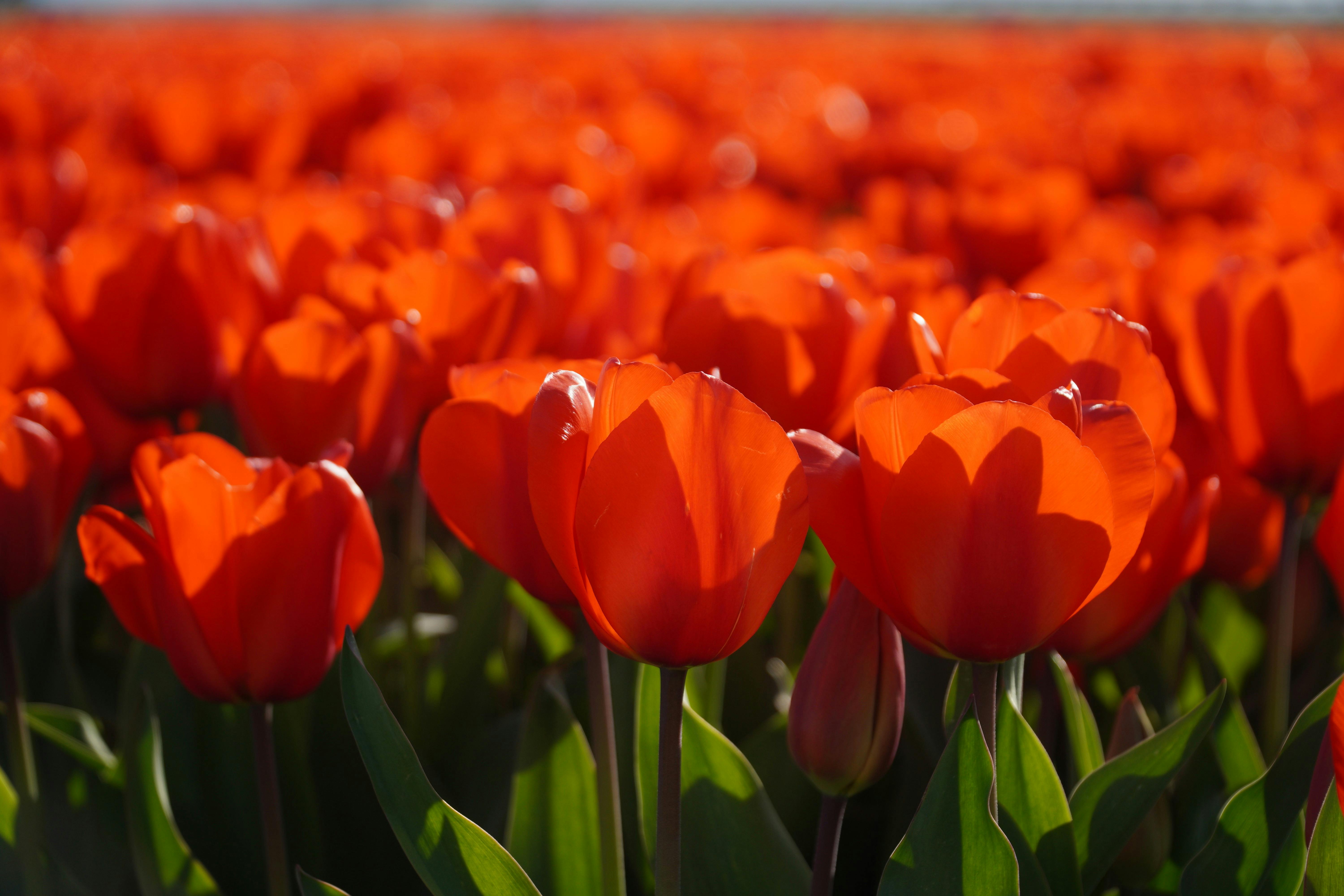 Dil Ka Photo Photos, Download The BEST Free Dil Ka Photo Stock Photos ...