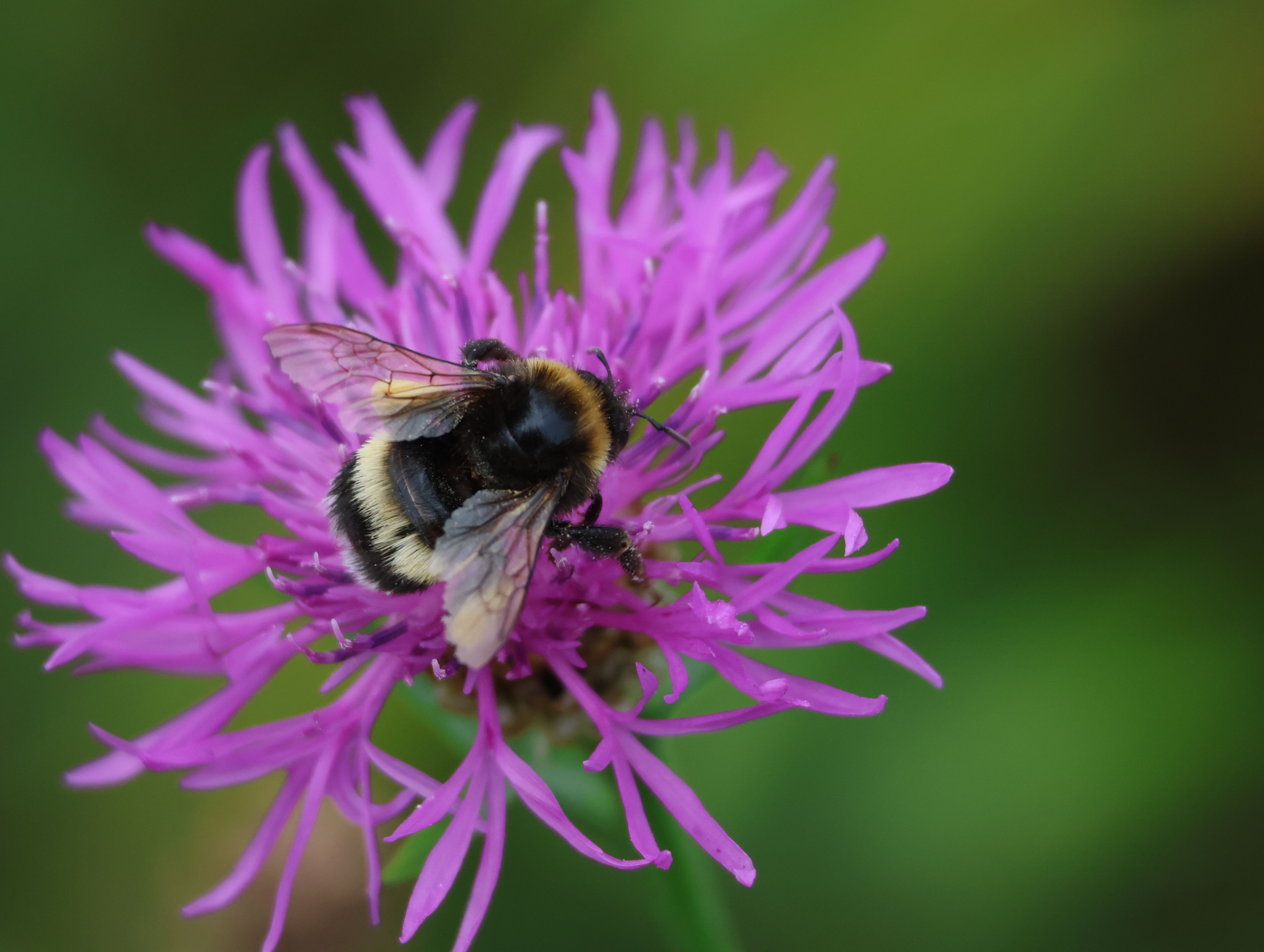 Sweden Bee Photos, Download The BEST Free Sweden Bee Stock Photos & HD ...