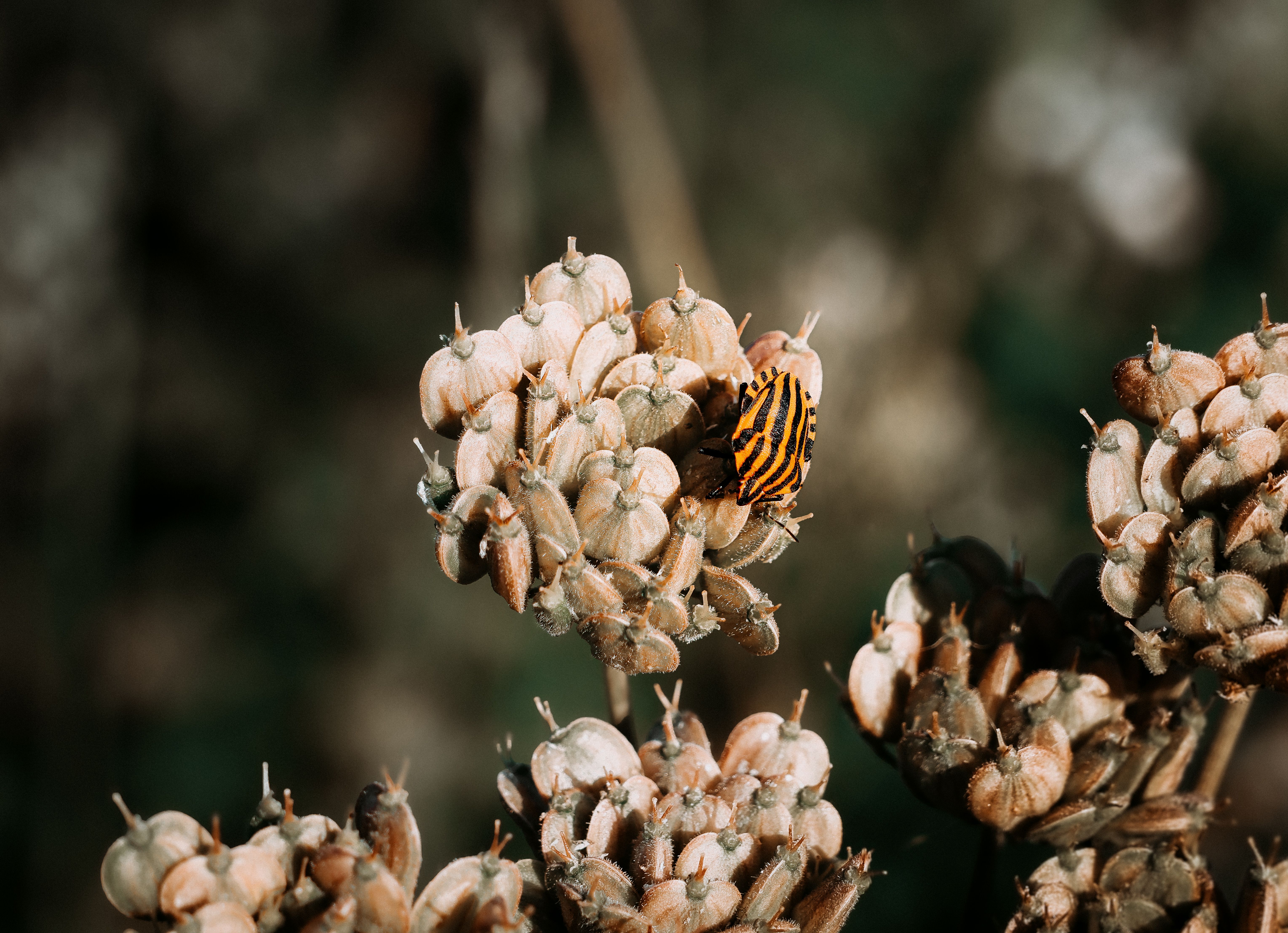 Close-Up of Shield Bug on Seed Pods in Saint-Malo · Free Stock Photo
