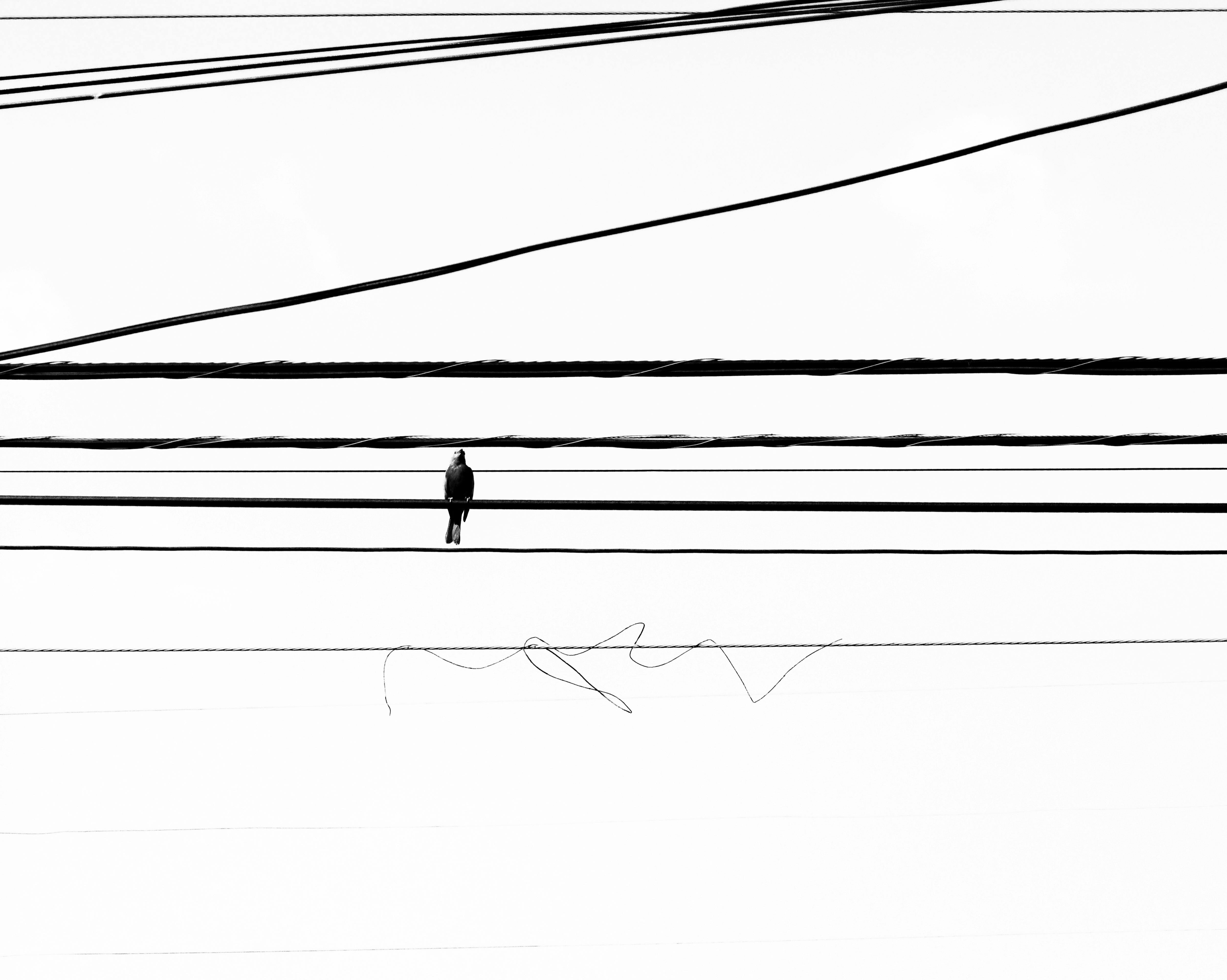 Tension Lines Photos, Download The BEST Free Tension Lines Stock Photos ...