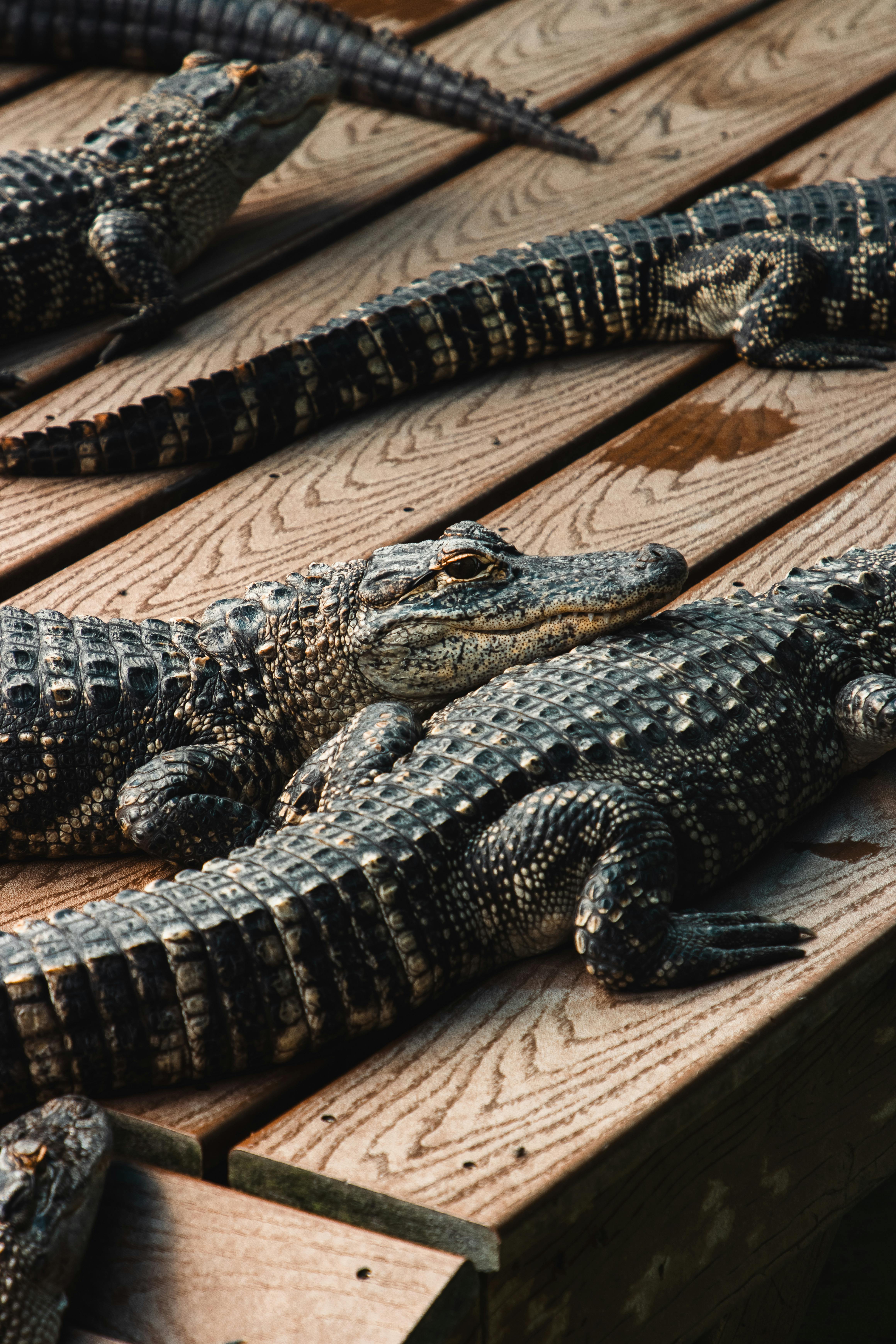 Group of Alligators Resting on Wooden Deck · Free Stock Photo