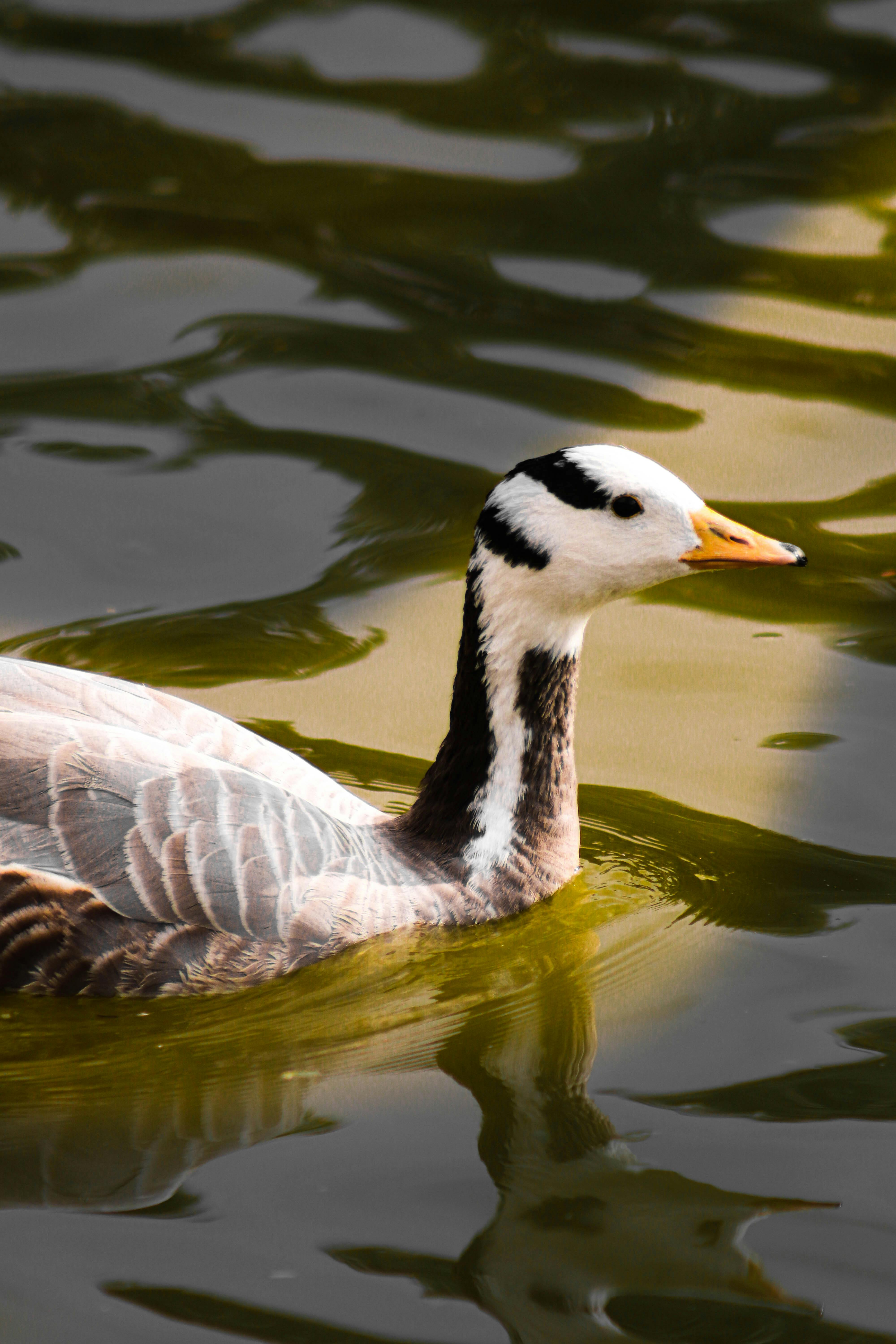 Goosing Photos, Download The BEST Free Goosing Stock Photos & HD Images