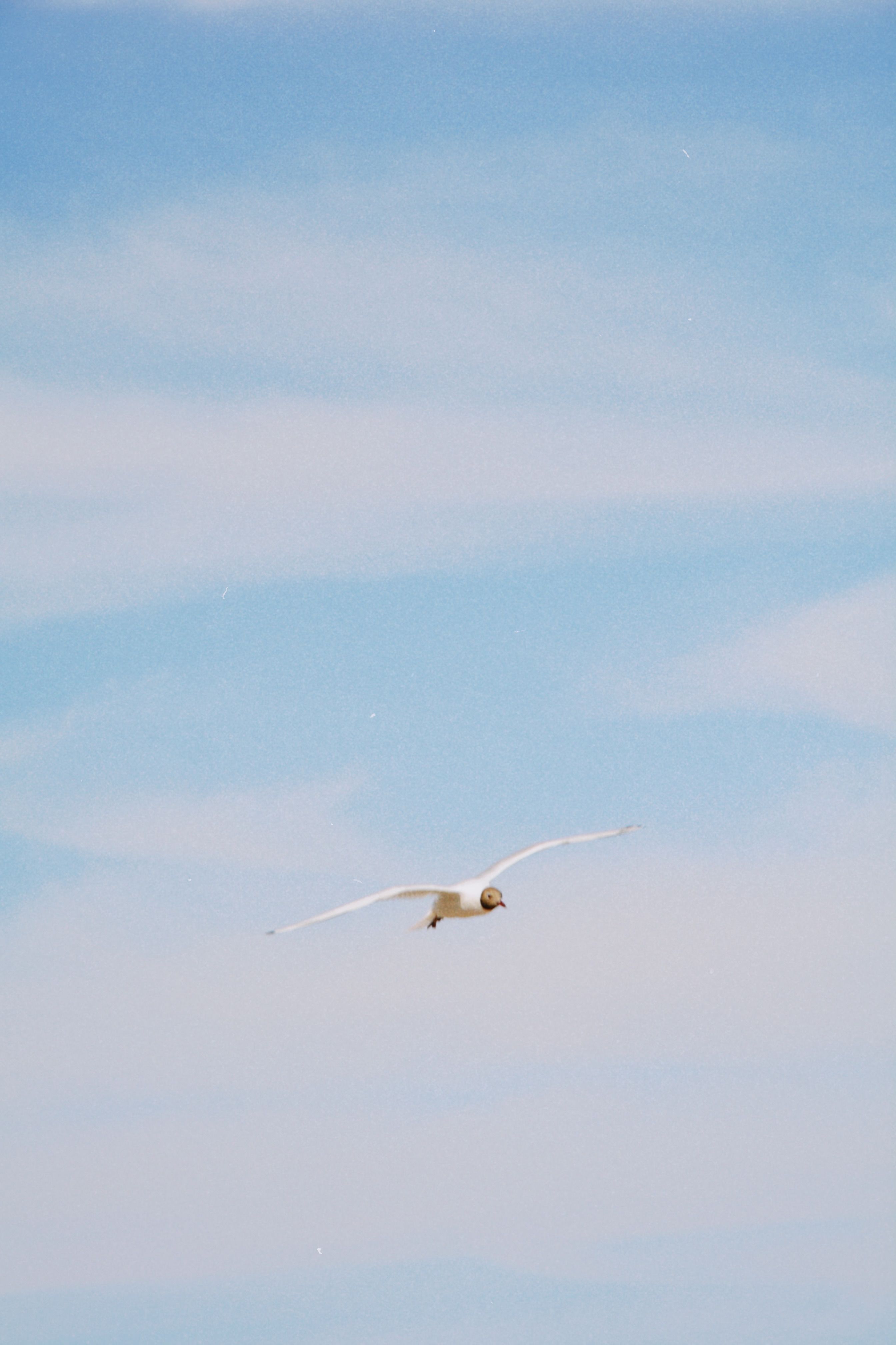 Vertical Bird Photos, Download The BEST Free Vertical Bird Stock Photos ...