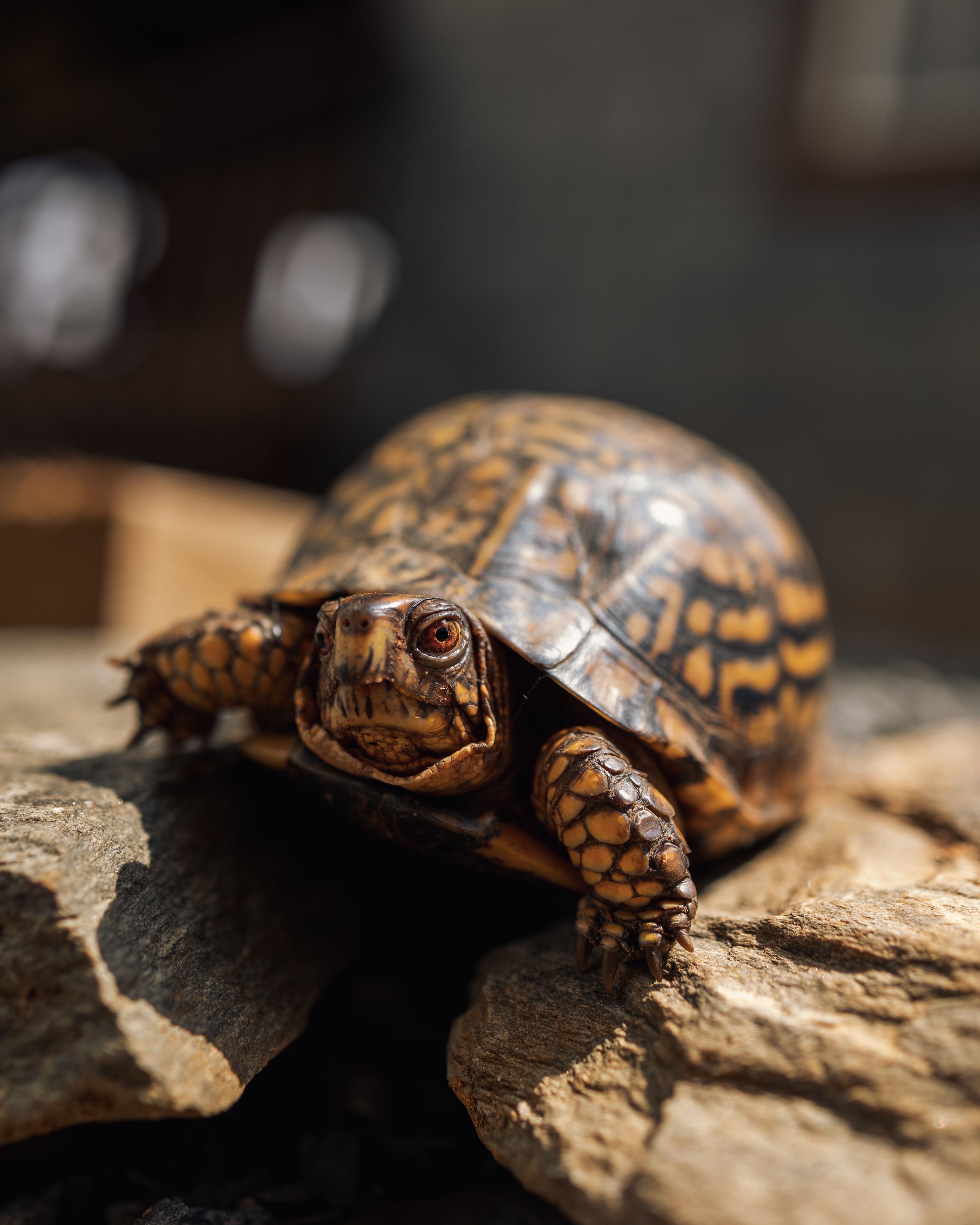 Close-up of Eastern Box Turtle on Rocks in Gatlinburg · Free Stock Photo