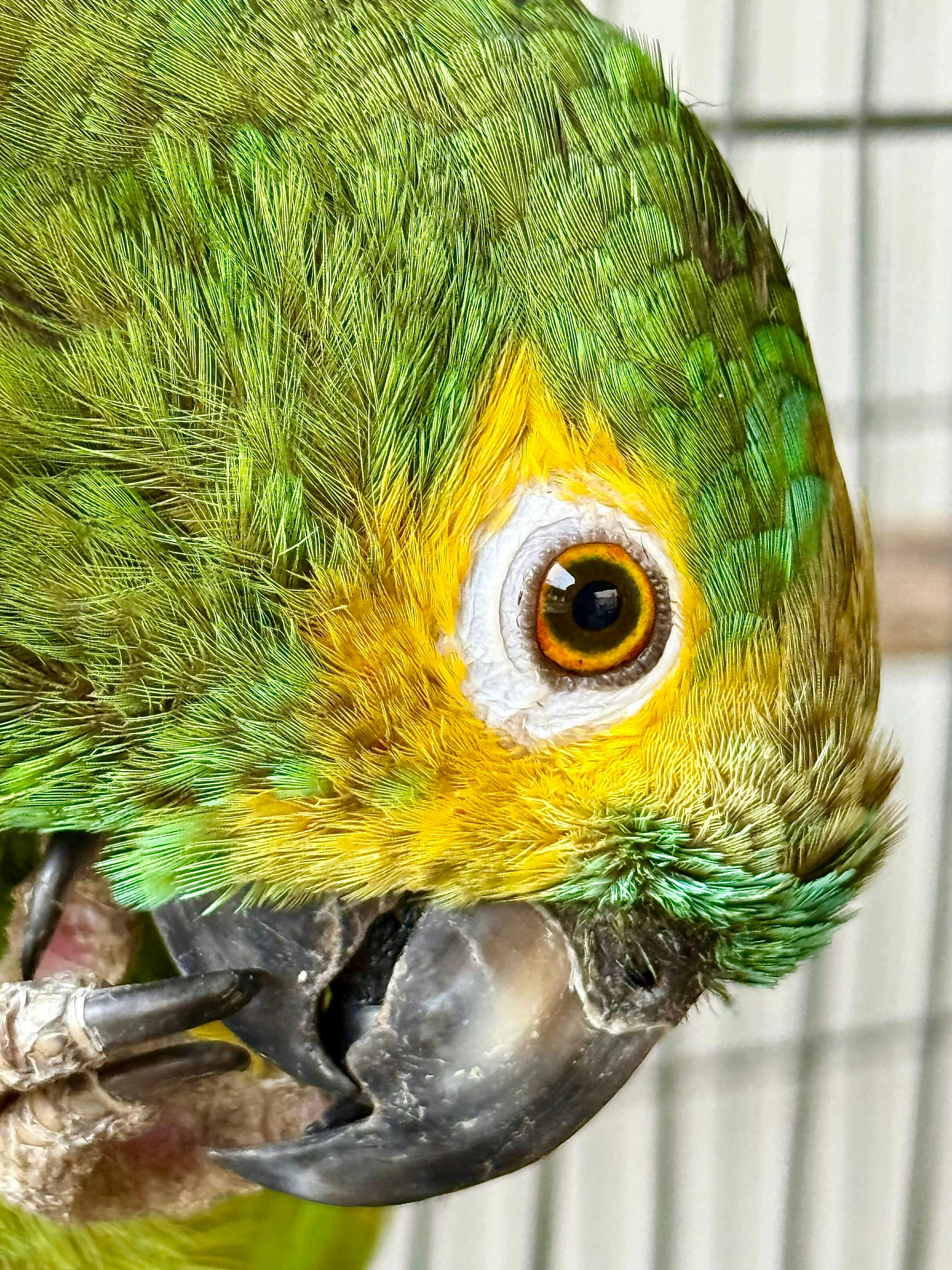 Lineolated Parakeet Photos, Download The BEST Free Lineolated Parakeet ...