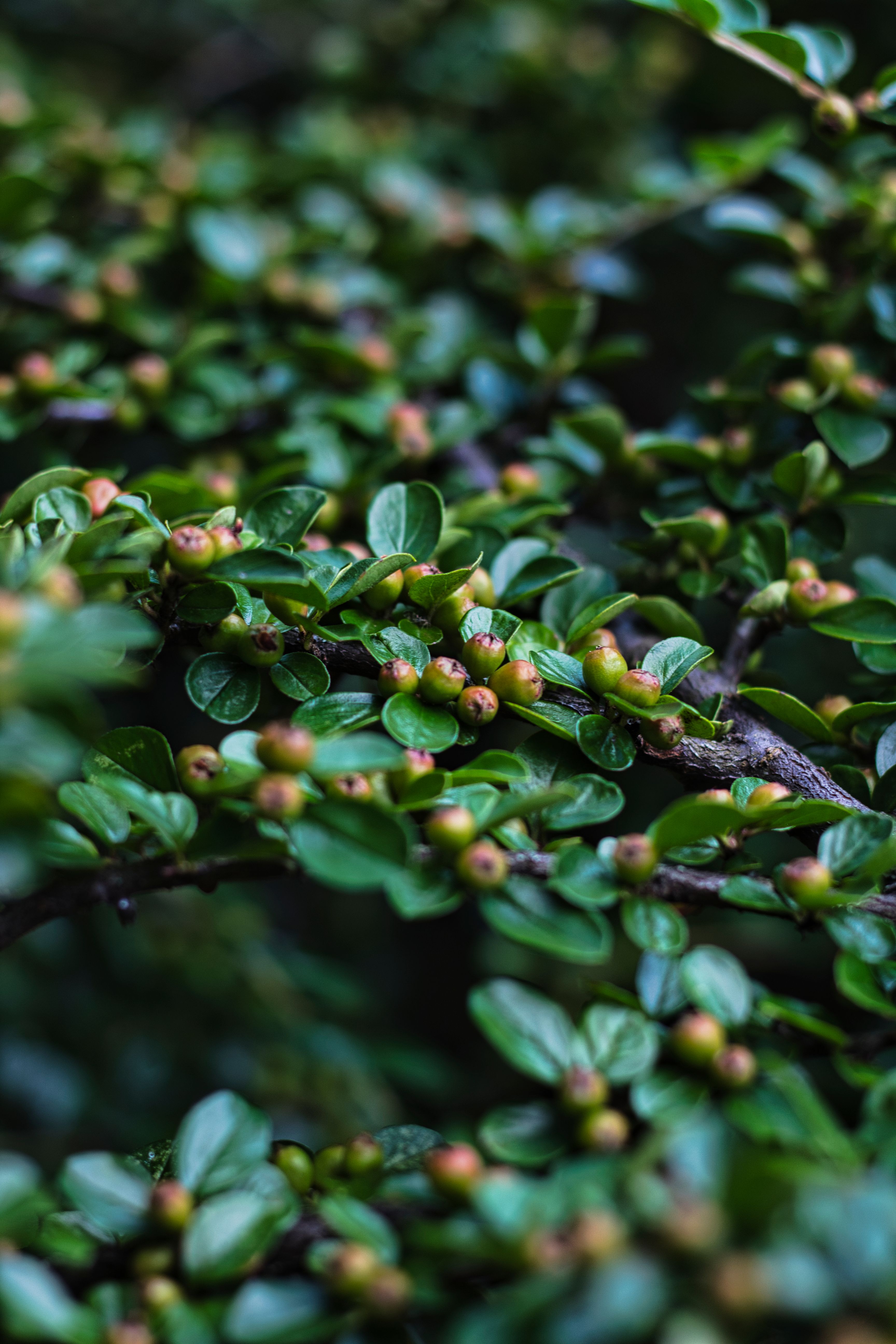 Lush Cotoneaster Shrub Close-Up in Warsaw Garden · Free Stock Photo