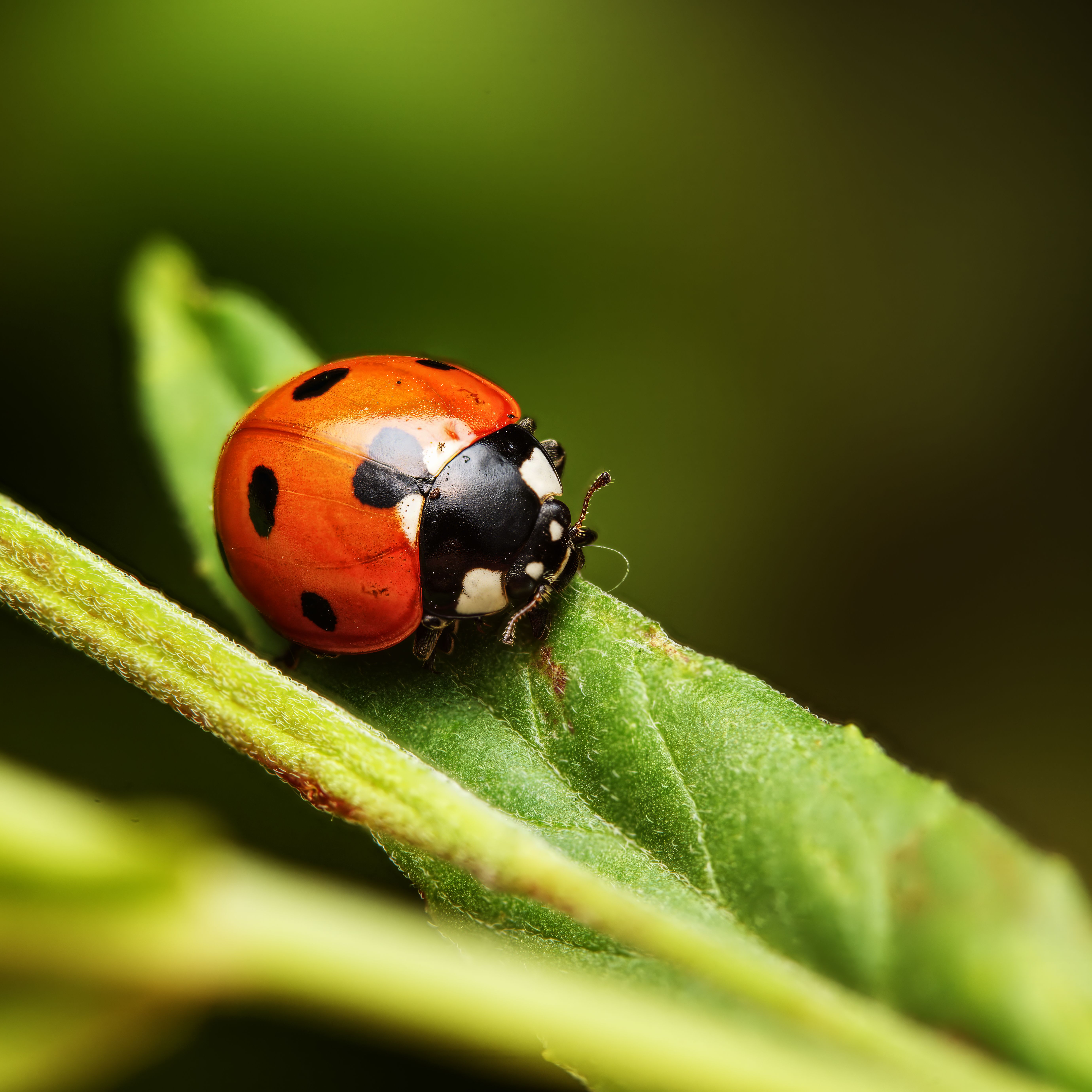 Cartoon Ladybug Photos, Download The BEST Free Cartoon Ladybug Stock ...