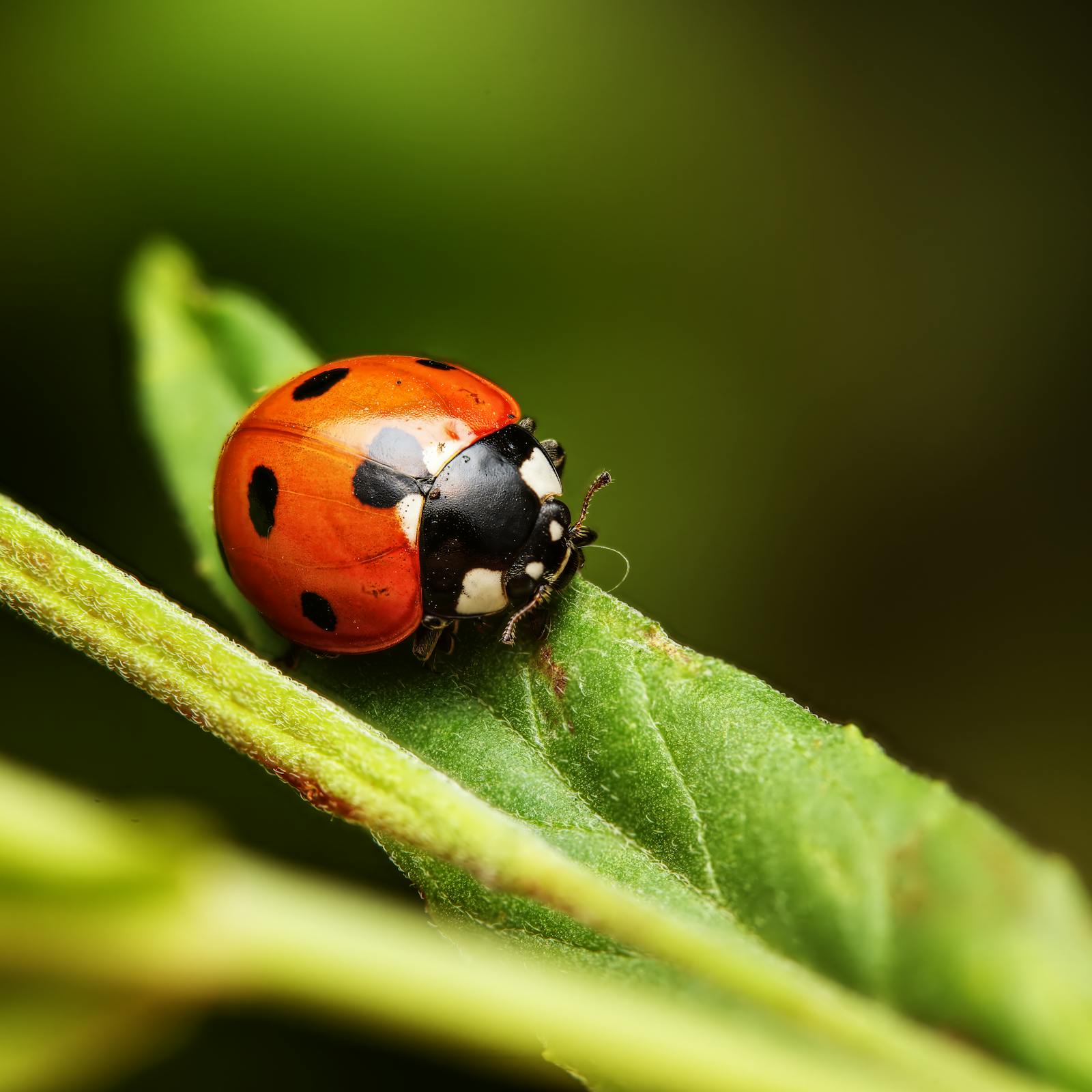 Close Up Ladybug Photos, Download The BEST Free Close Up Ladybug Stock ...