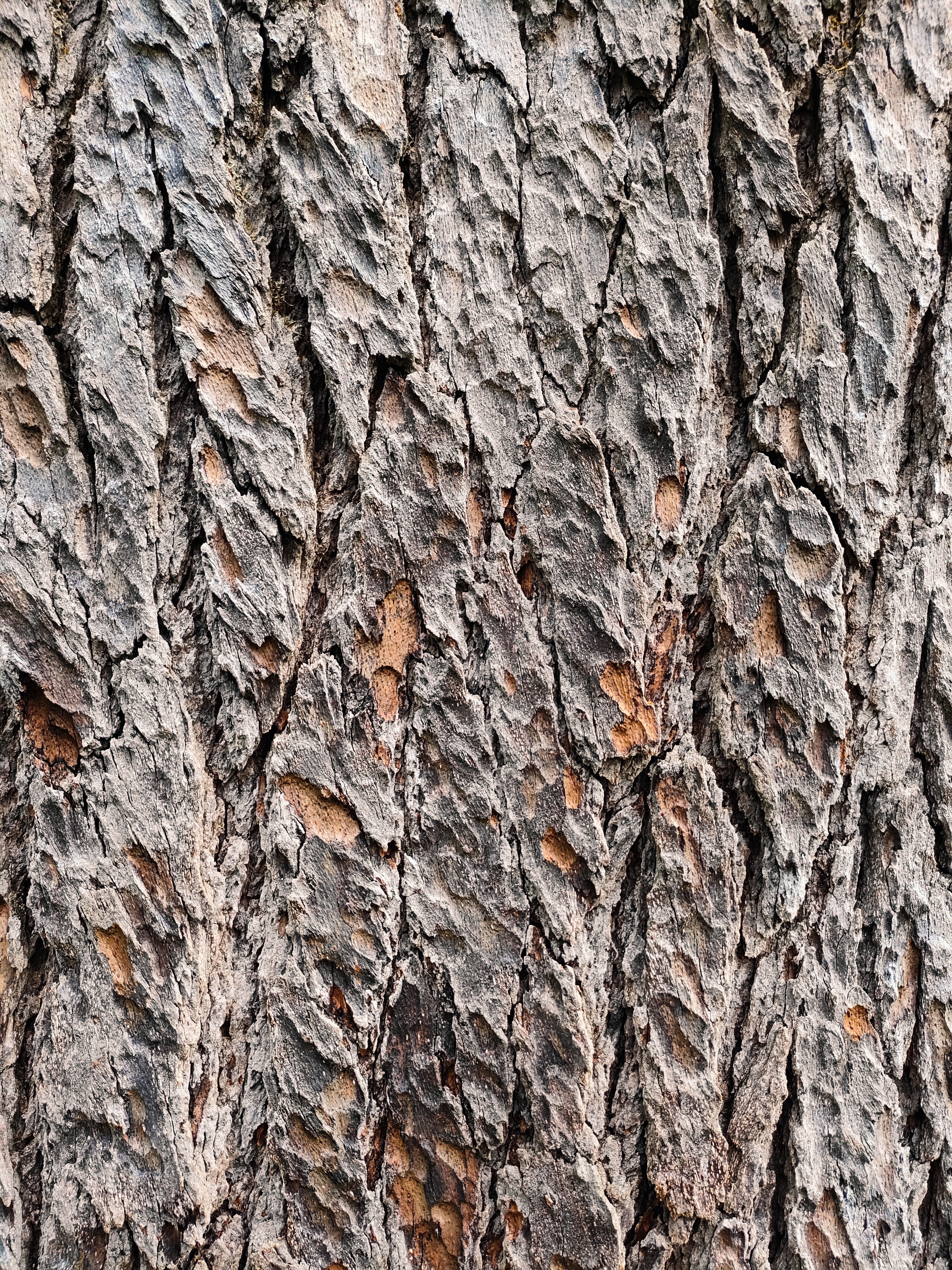 Close-Up Photograph of a Tree's Bark · Free Stock Photo