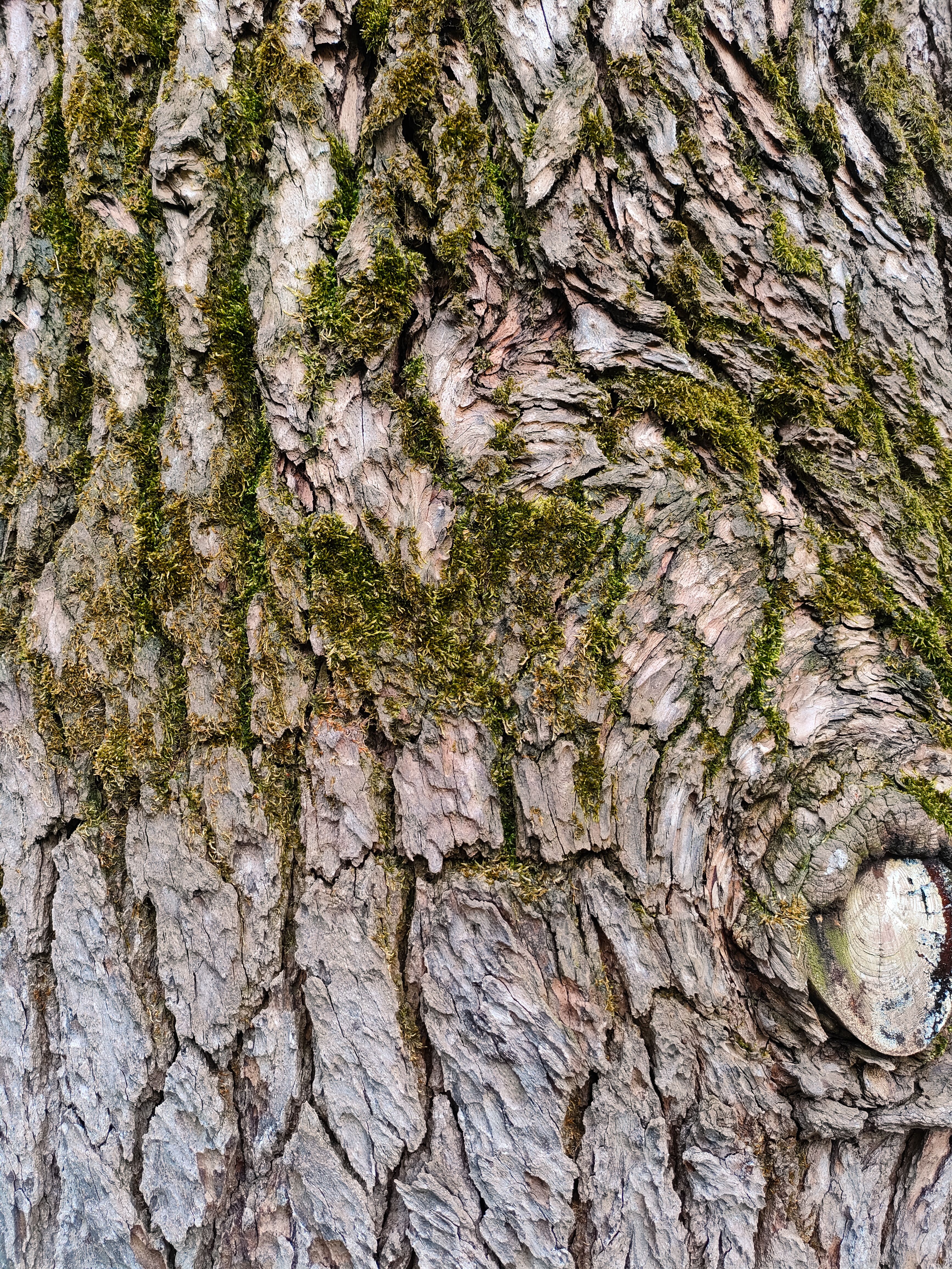 Flake Bark Photos, Download The BEST Free Flake Bark Stock Photos & HD ...