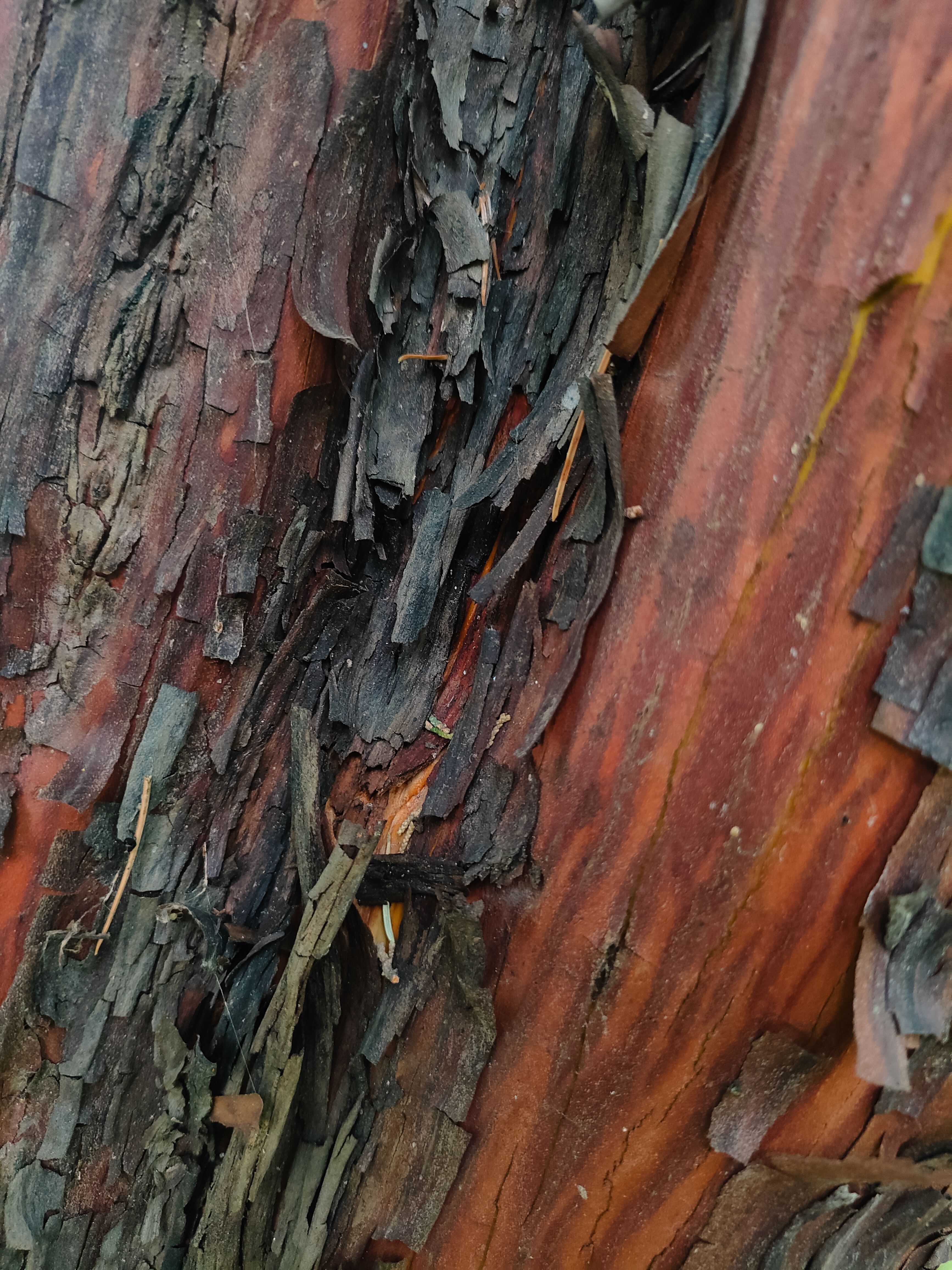 Close-up of Peeling Tree Bark Texture · Free Stock Photo