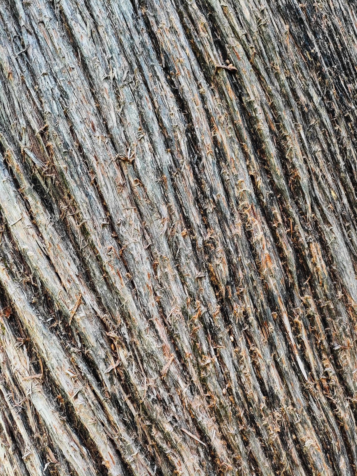 Tree Trunk Texture Photos, Download The BEST Free Tree Trunk Texture ...