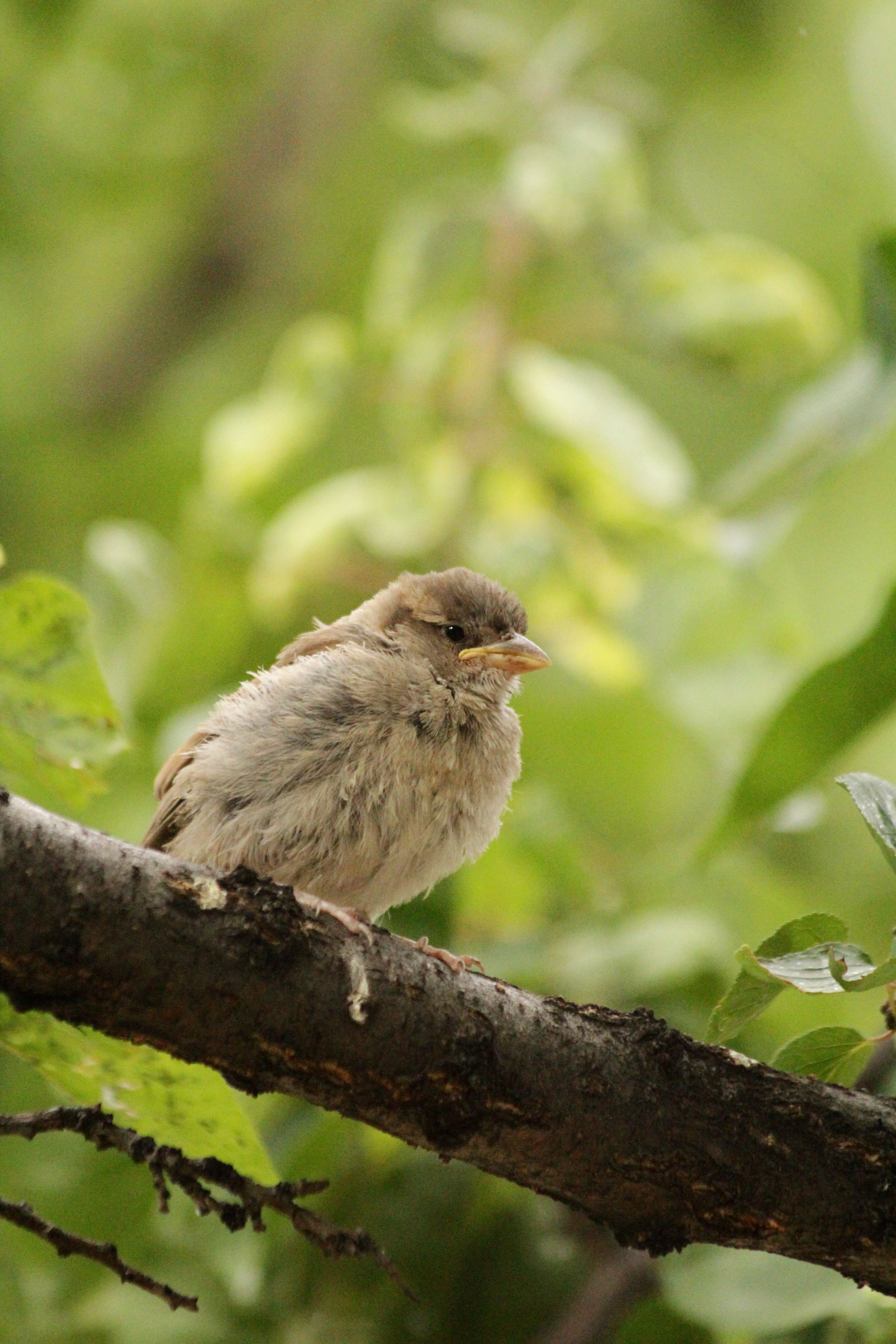 Wild Bird Photos, Download The BEST Free Wild Bird Stock Photos & HD Images