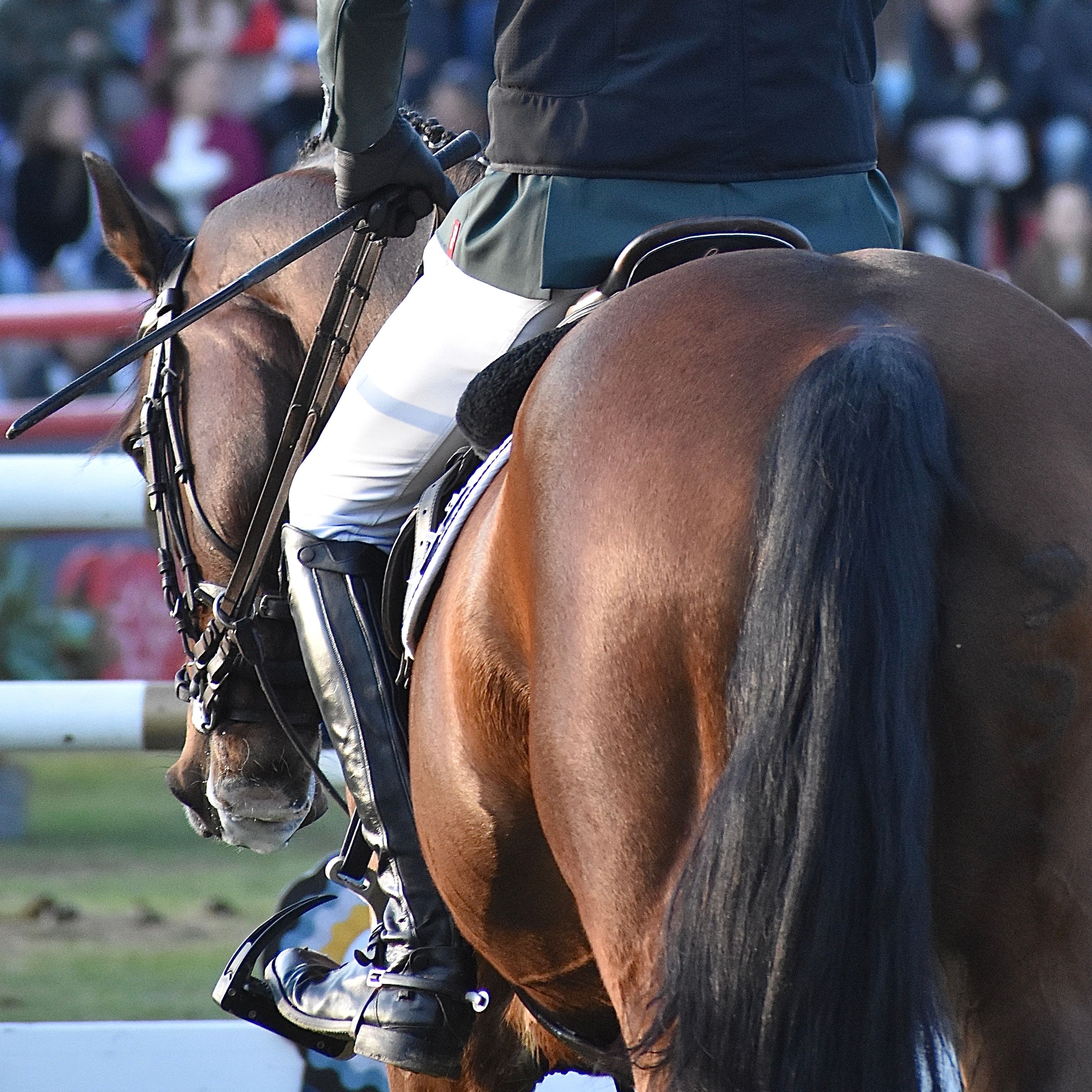 Equestrian Event: Rider on Horseback Close-Up · Free Stock Photo