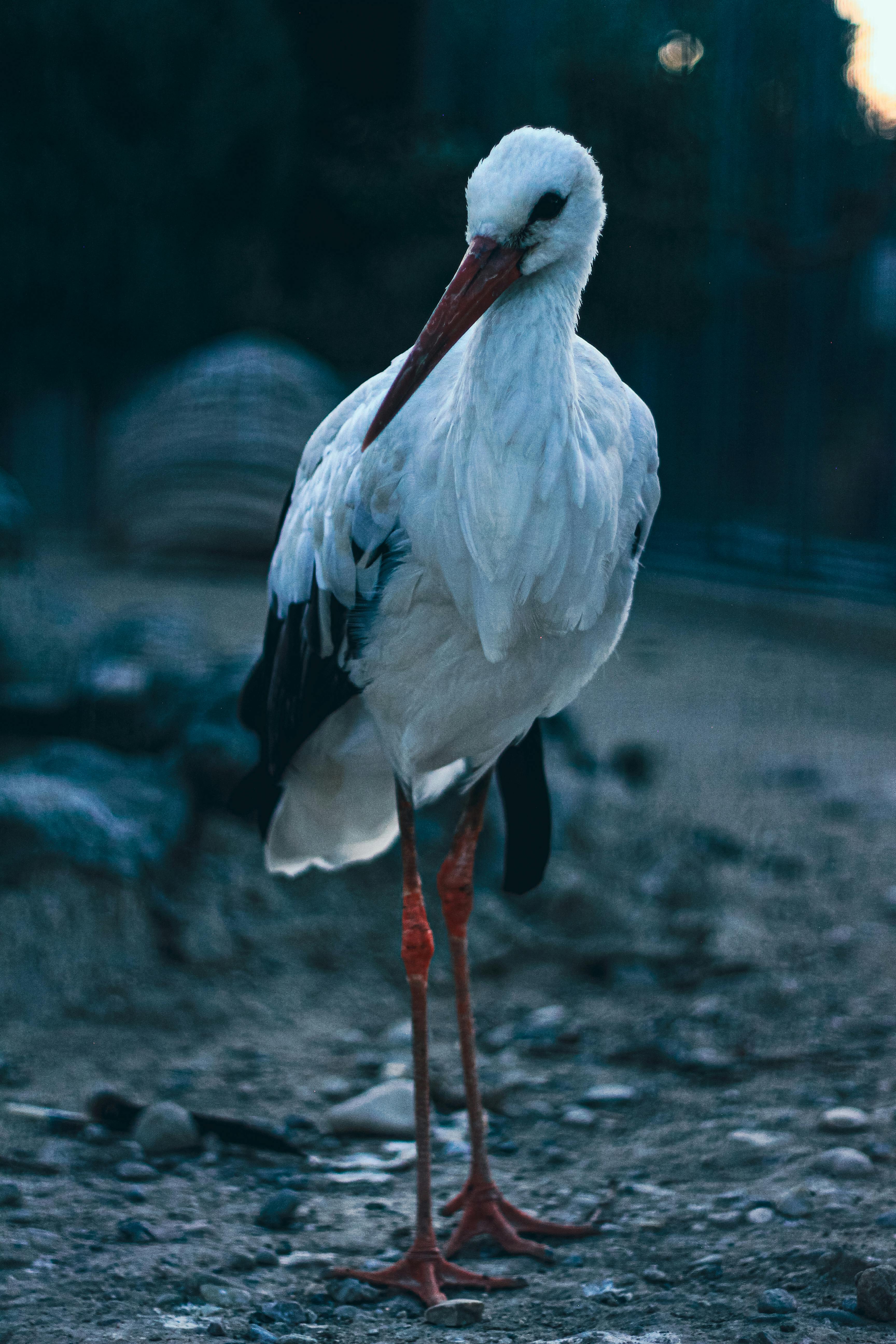 Wild Bird Photos, Download The BEST Free Wild Bird Stock Photos & HD Images