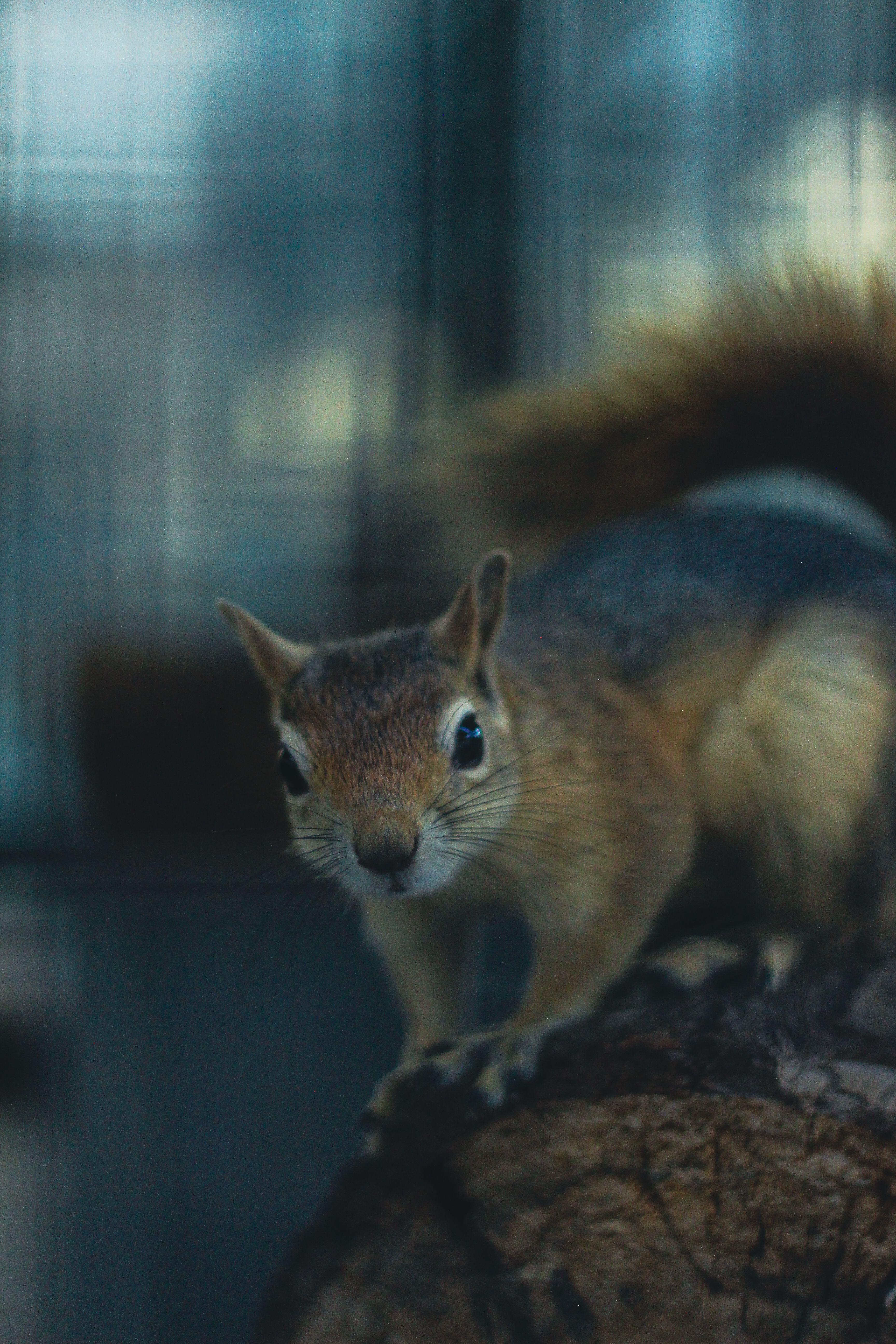 Squirrel Animated Photos, Download The BEST Free Squirrel Animated ...