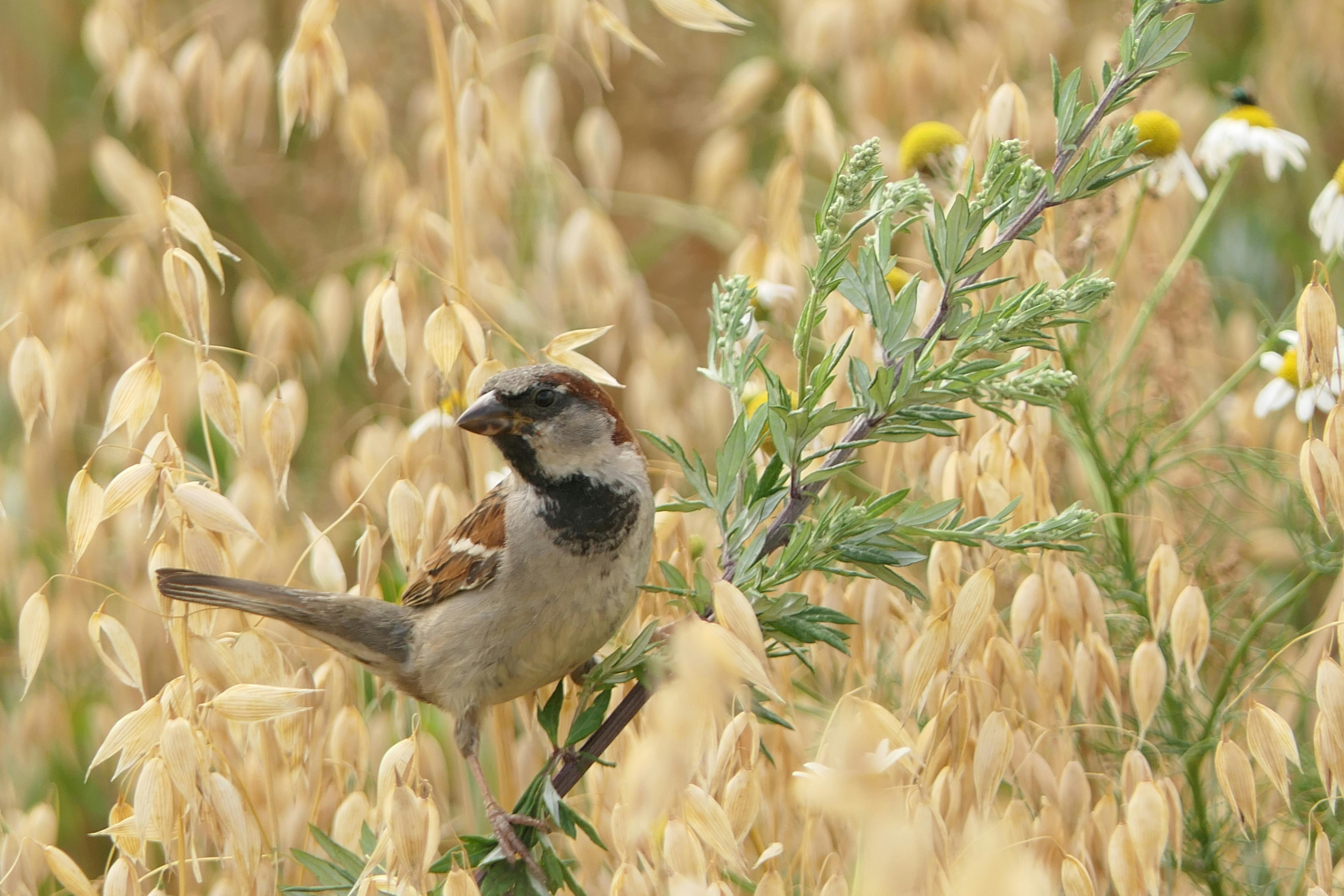 Anime+Girl+Sus+No+Blur Photos, Download The BEST Free Anime+Girl+Sus+No ...