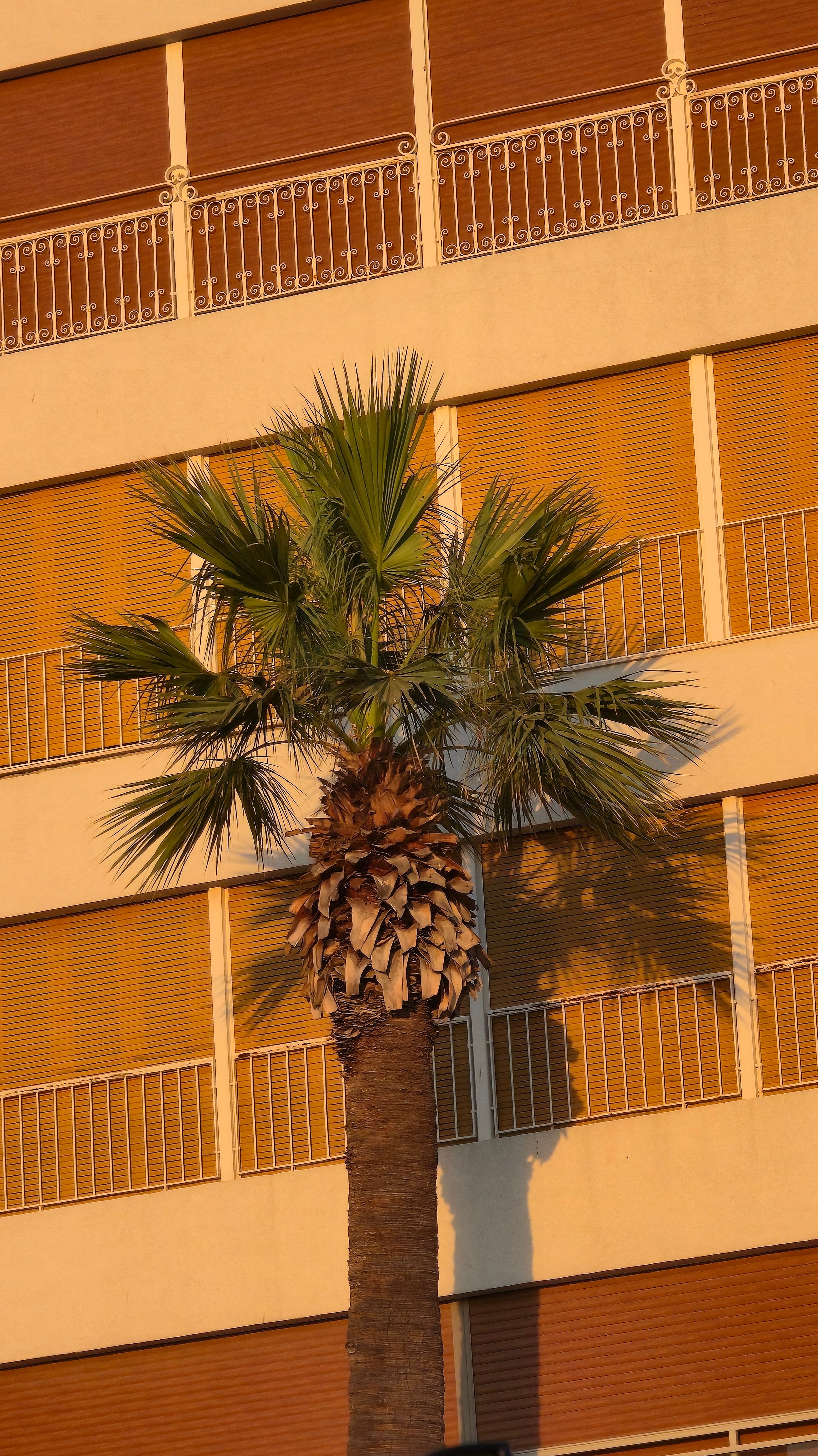 Palm Tree Against Modern Building Facade · Free Stock Photo