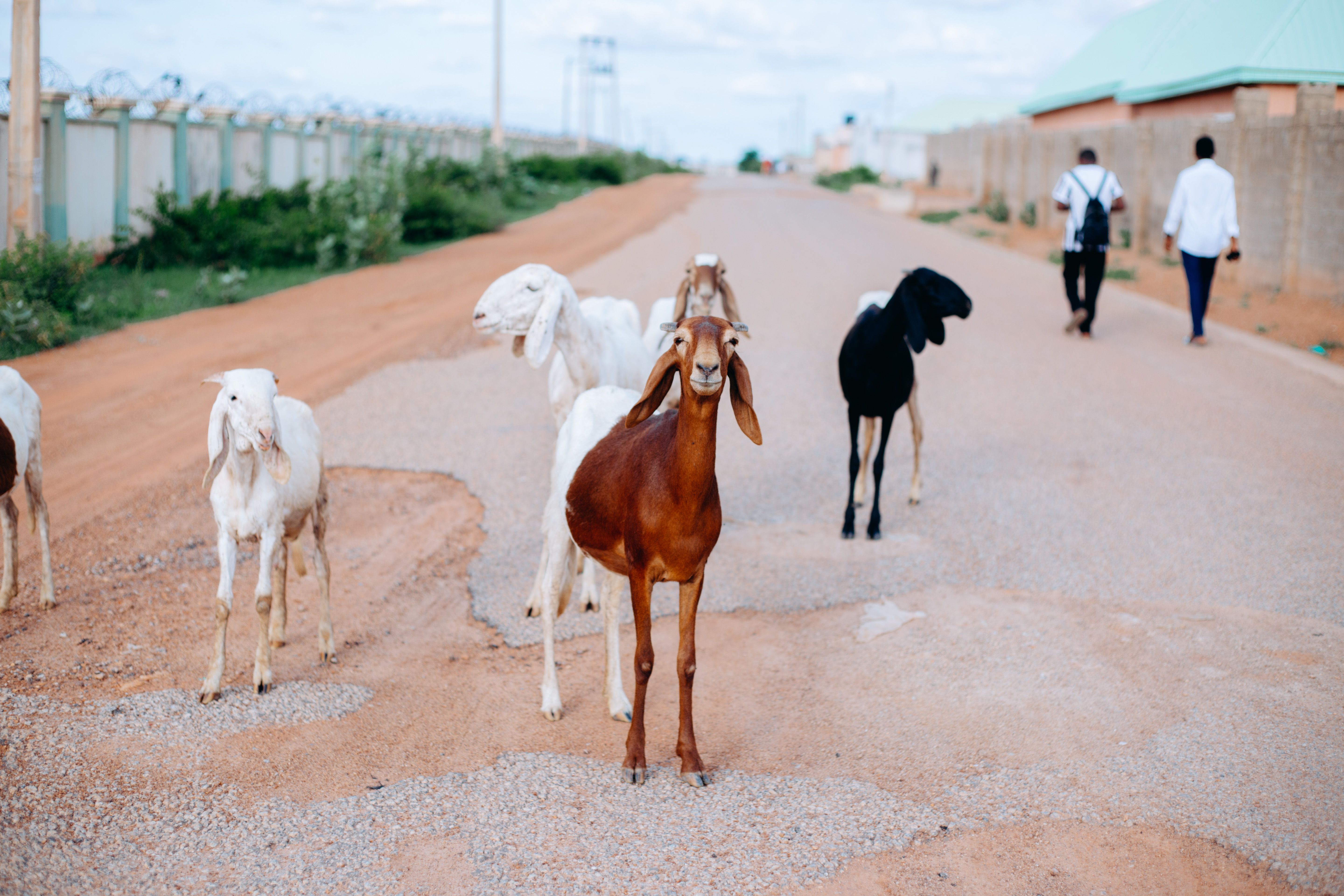 Goats Walking on a Street in Rural Setting · Free Stock Photo
