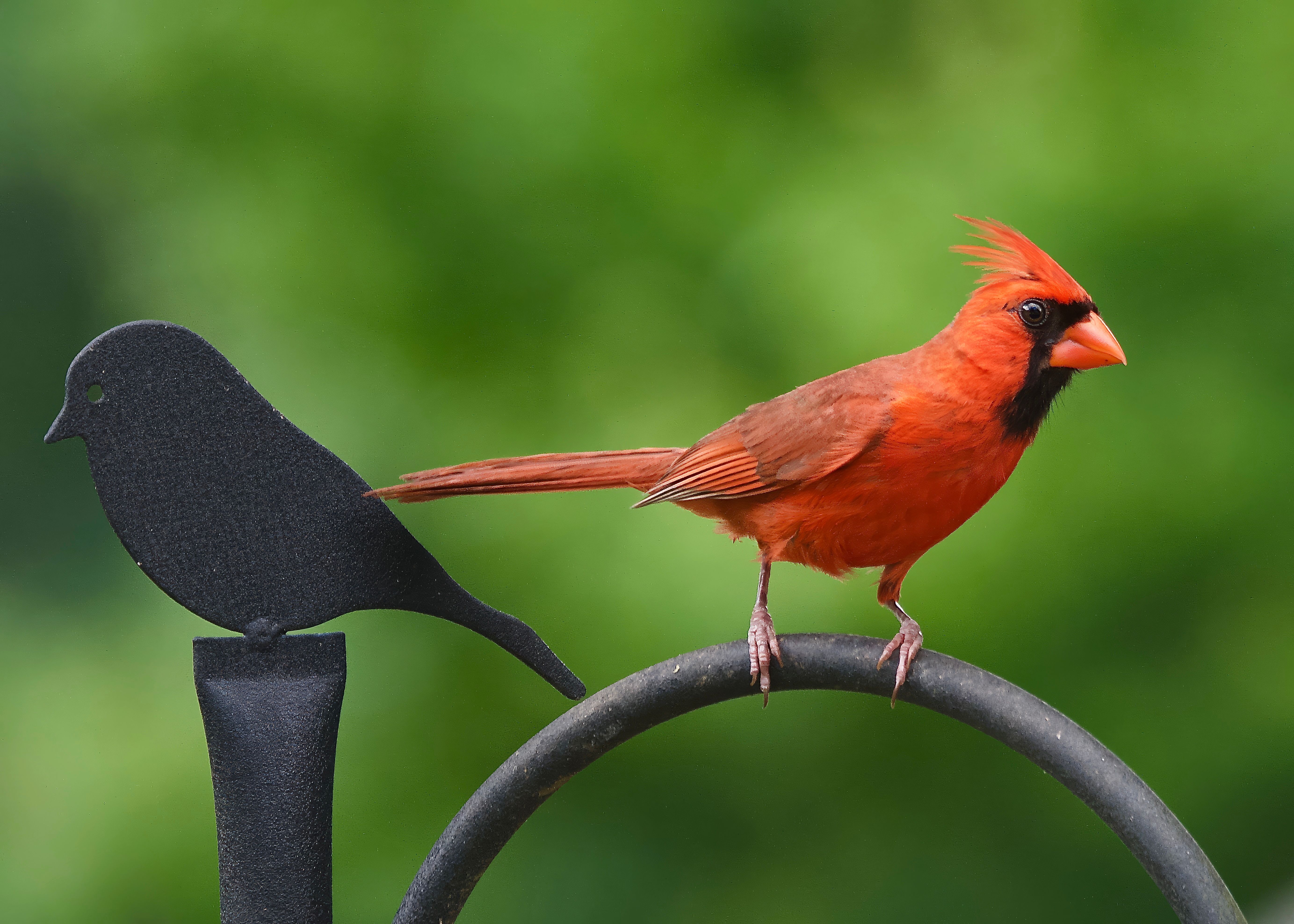 Vibrant Northern Cardinal Perched Outdoors · Free Stock Photo