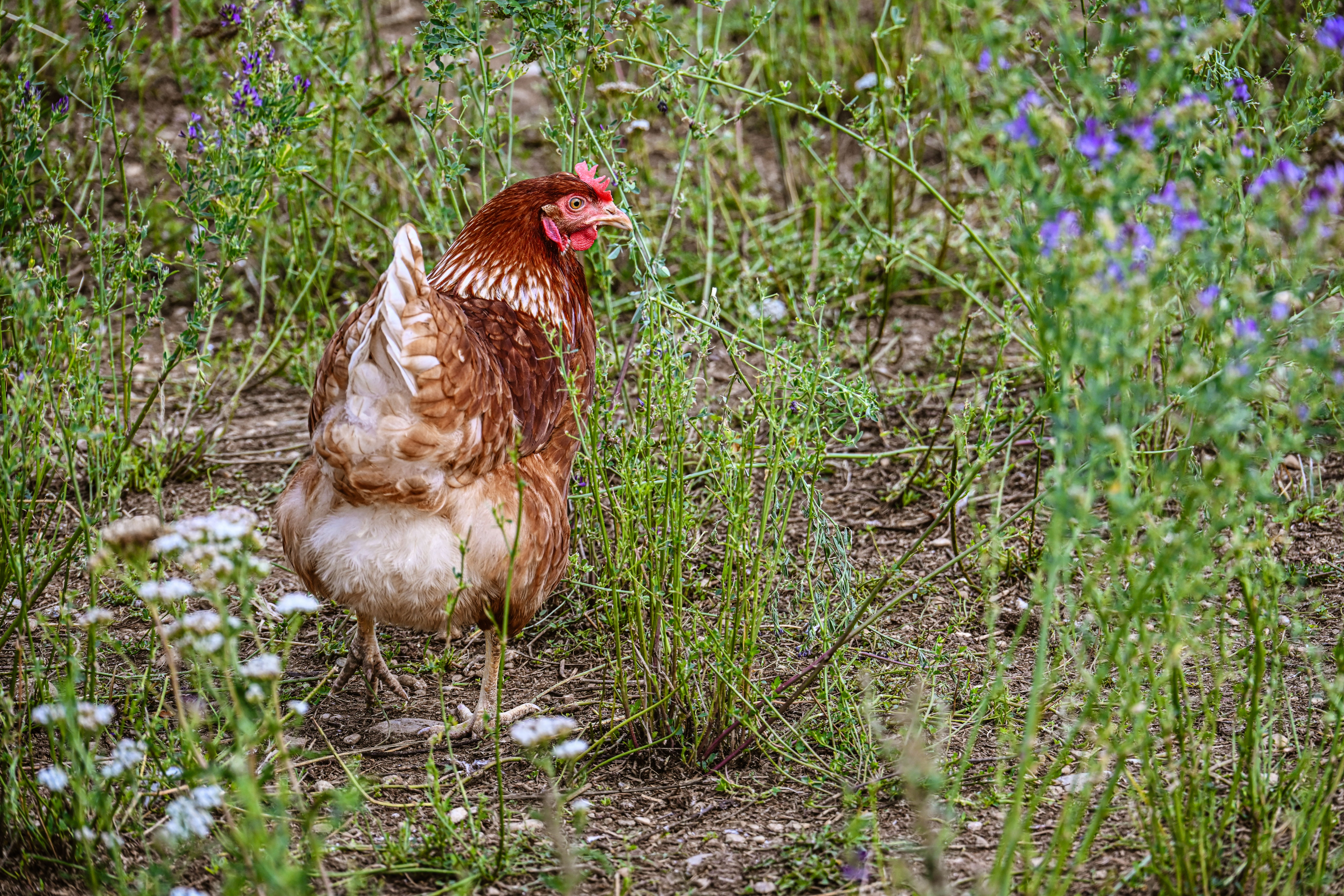 Chicken Animal Photos, Download The BEST Free Chicken Animal Stock ...