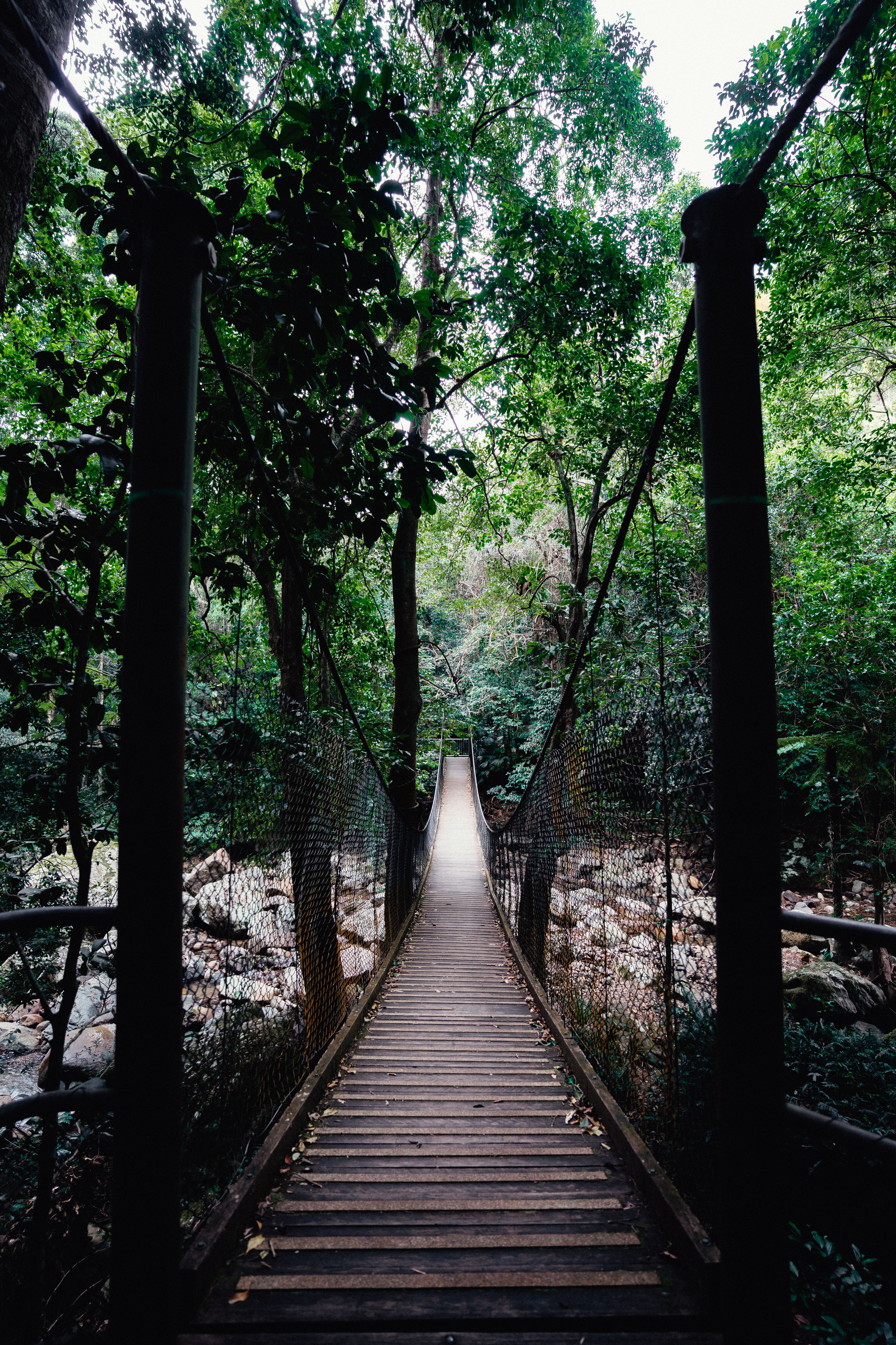 Serene Suspension Bridge in Australian Rainforest · Free Stock Photo
