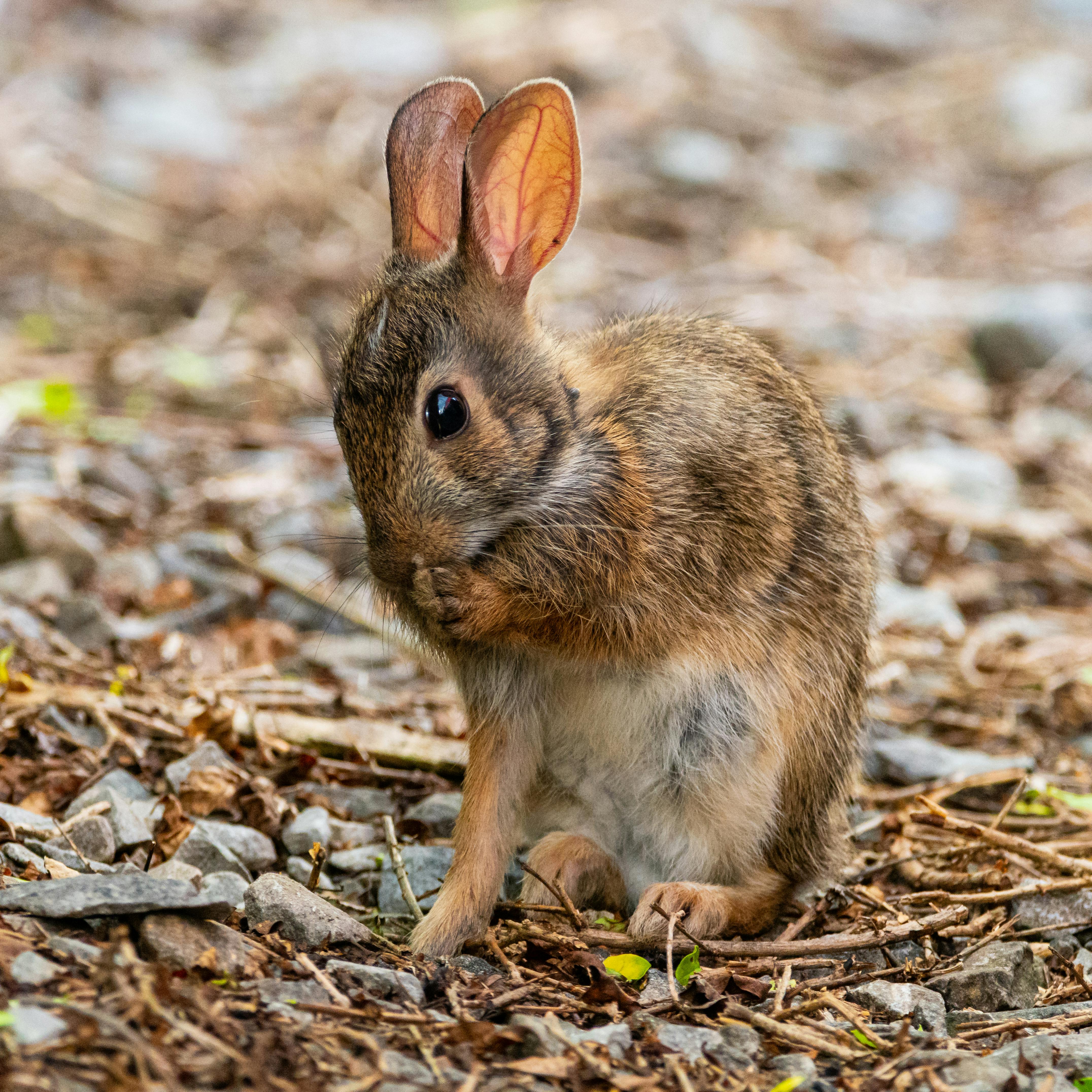 Wild Brown Rabbit in Natural Habitat · Free Stock Photo