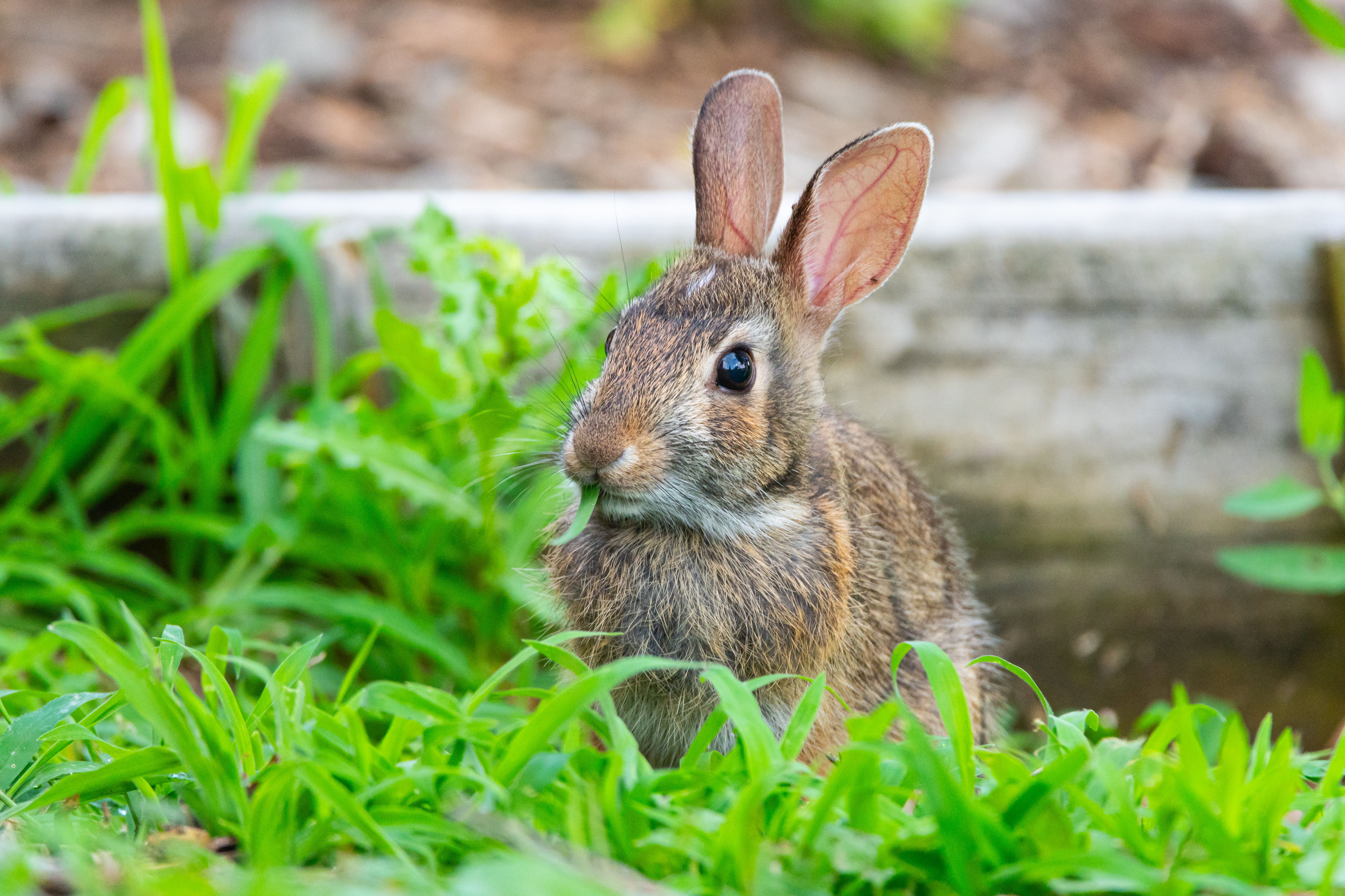 Brown Rabbit · Free Stock Photo