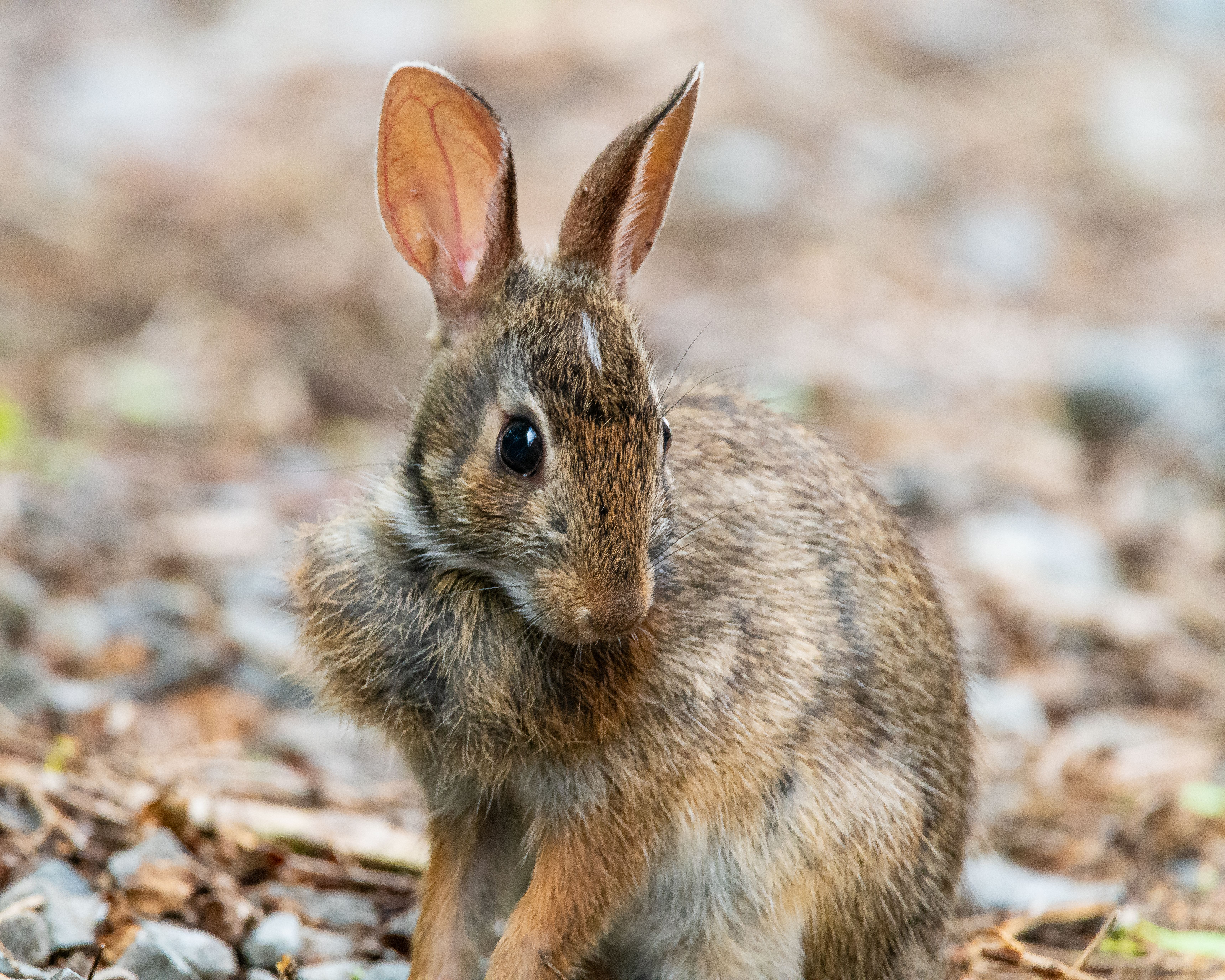 Eastern Cottontail Rabbit in Pennsylvania Outdoors · Free Stock Photo