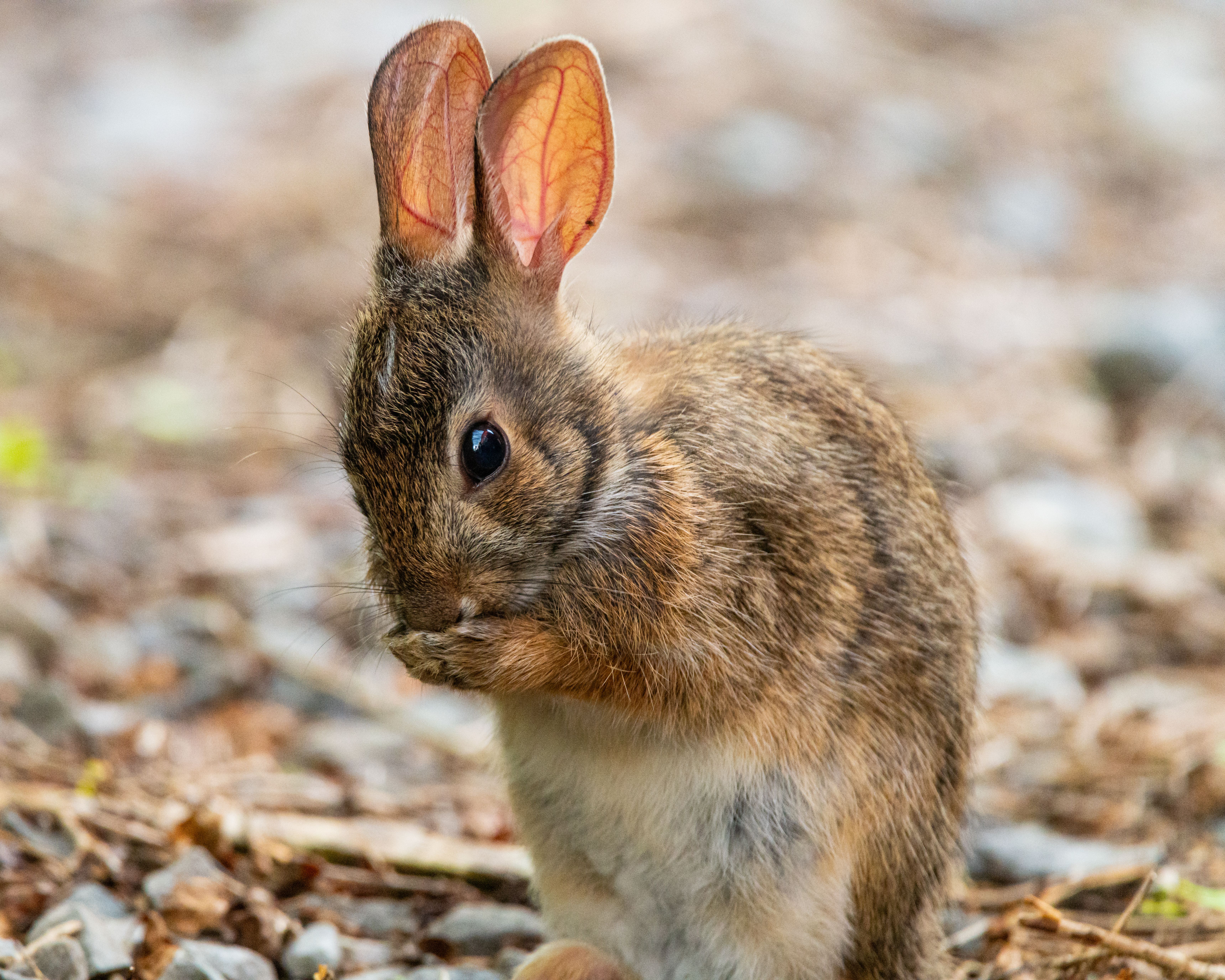 Brown Rabbit · Free Stock Photo