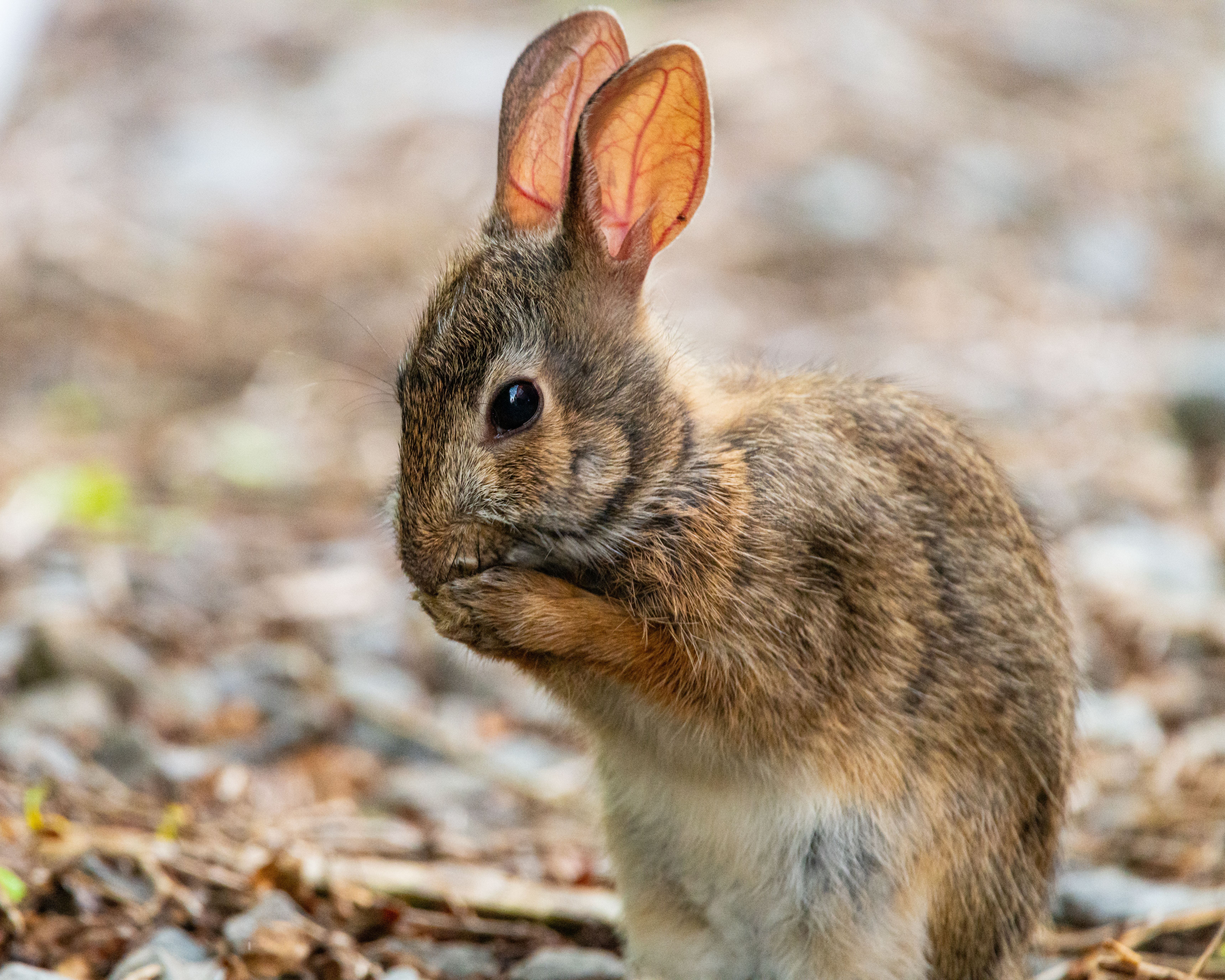 Wild Brown Rabbit Grooming in Canonsburg · Free Stock Photo