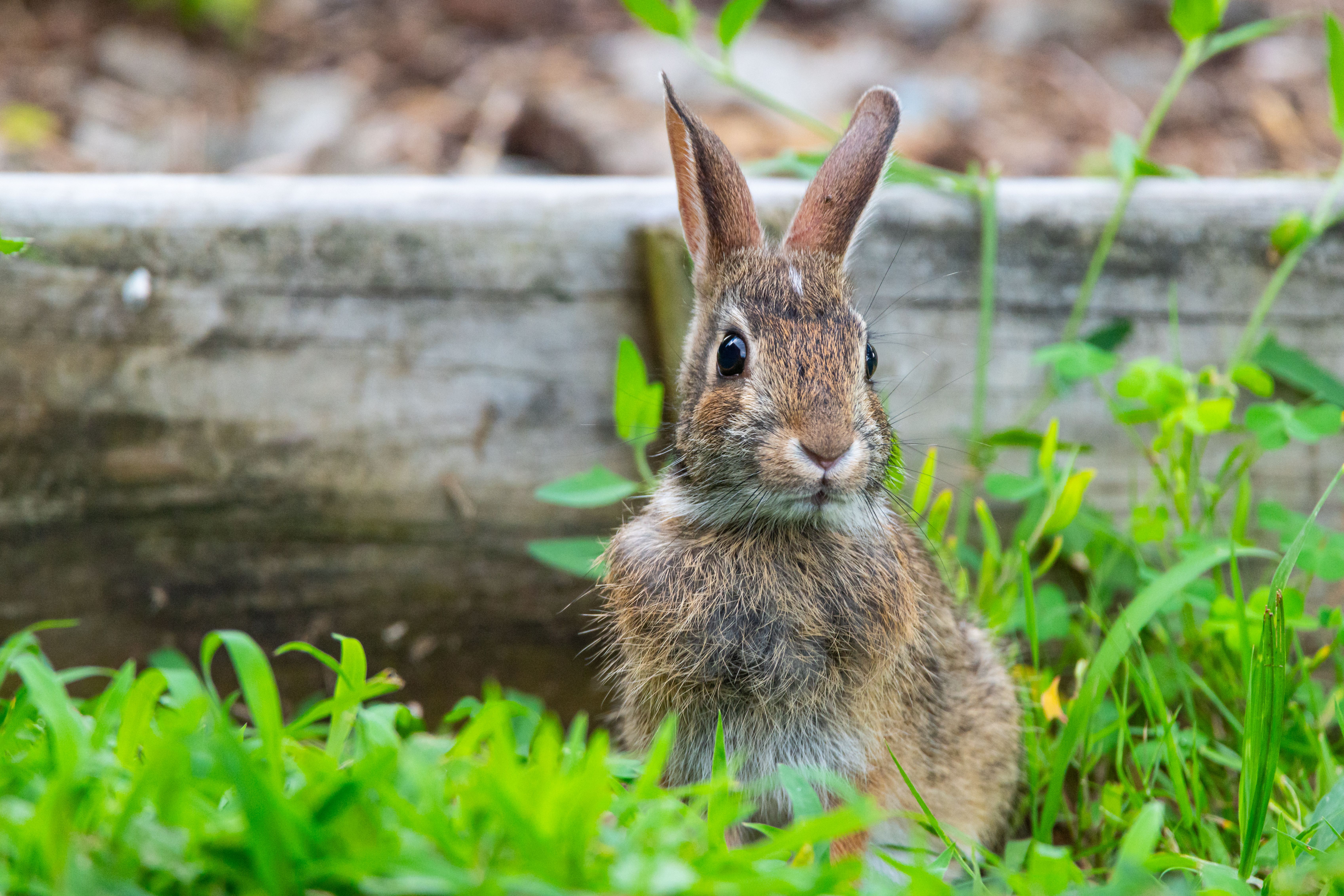 Wild Rabbit in Vibrant Greenery in Pennsylvania · Free Stock Photo