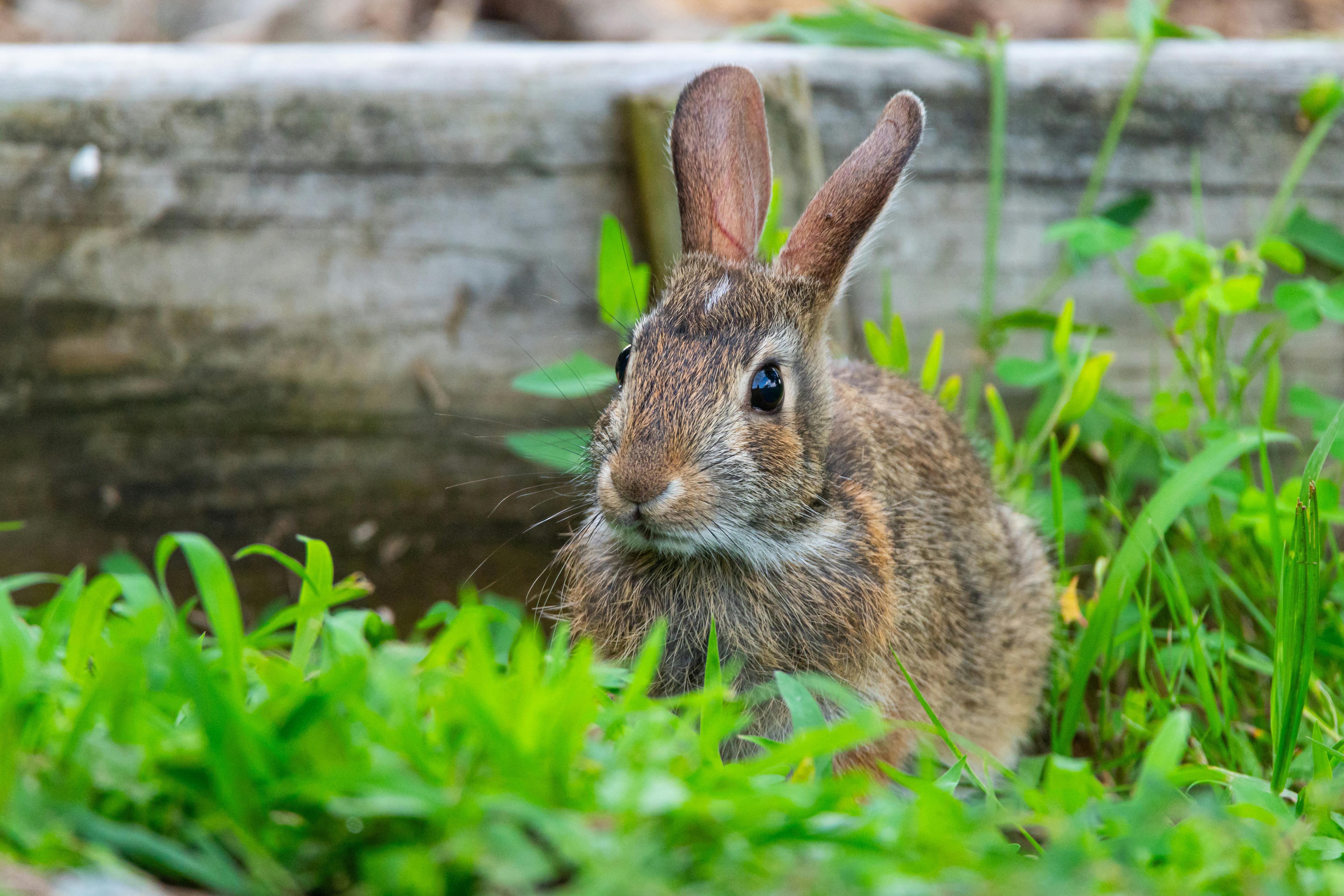 Bunny In The Forest Photos, Download The BEST Free Bunny In The Forest ...