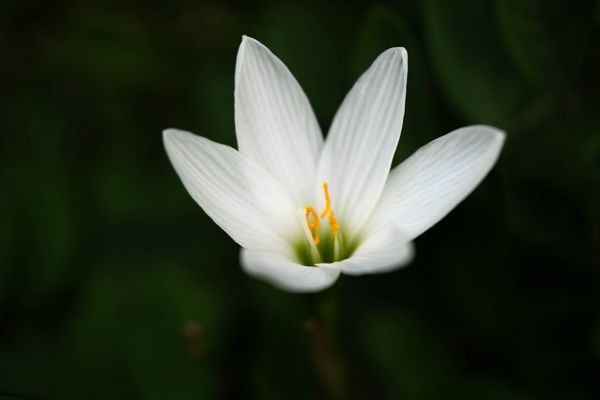 Flower Without Background Photos, Download The BEST Free Flower Without ...