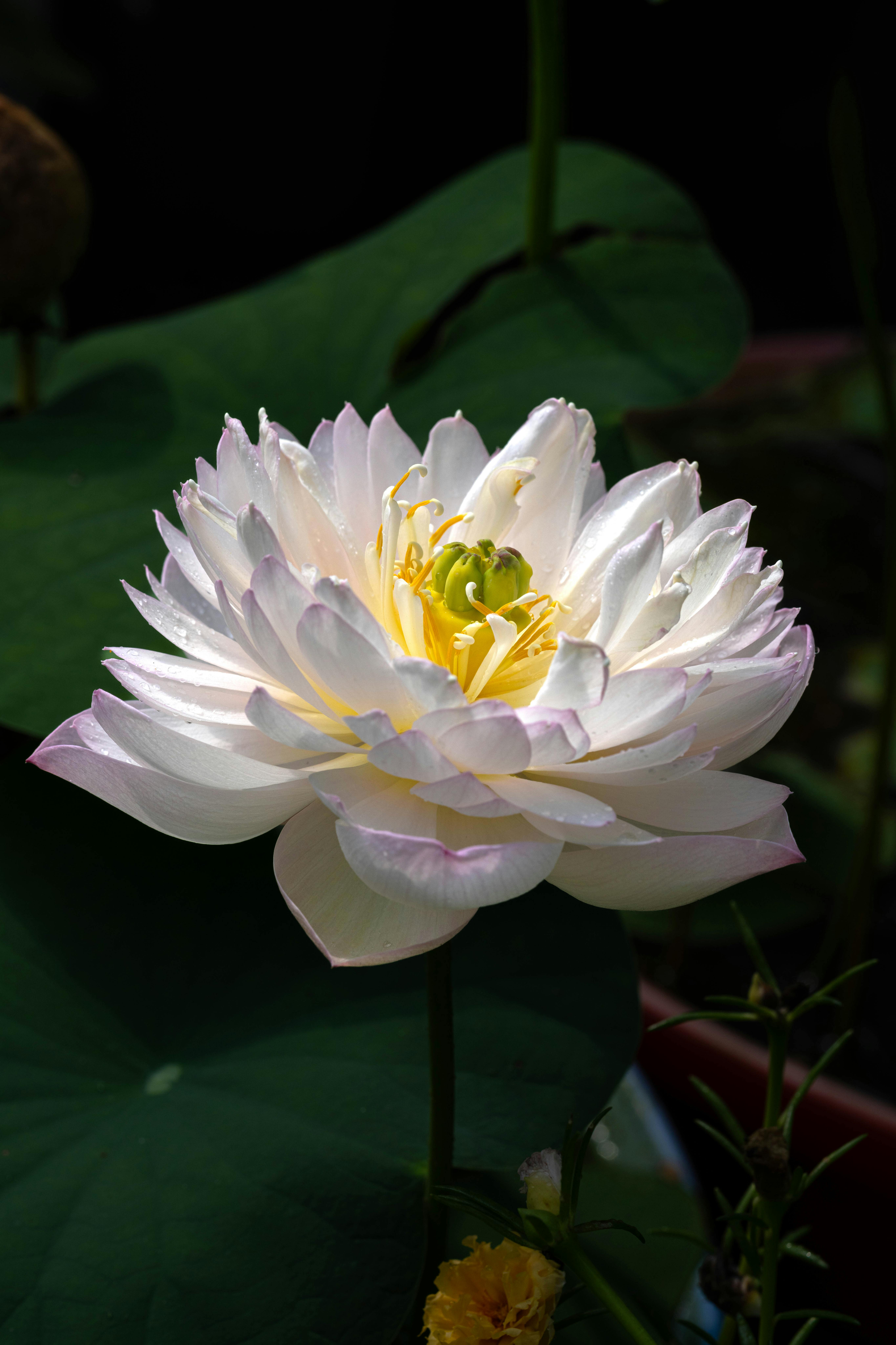 Elegant White Lotus in Bloom with Lush Green Leaves · Free Stock Photo
