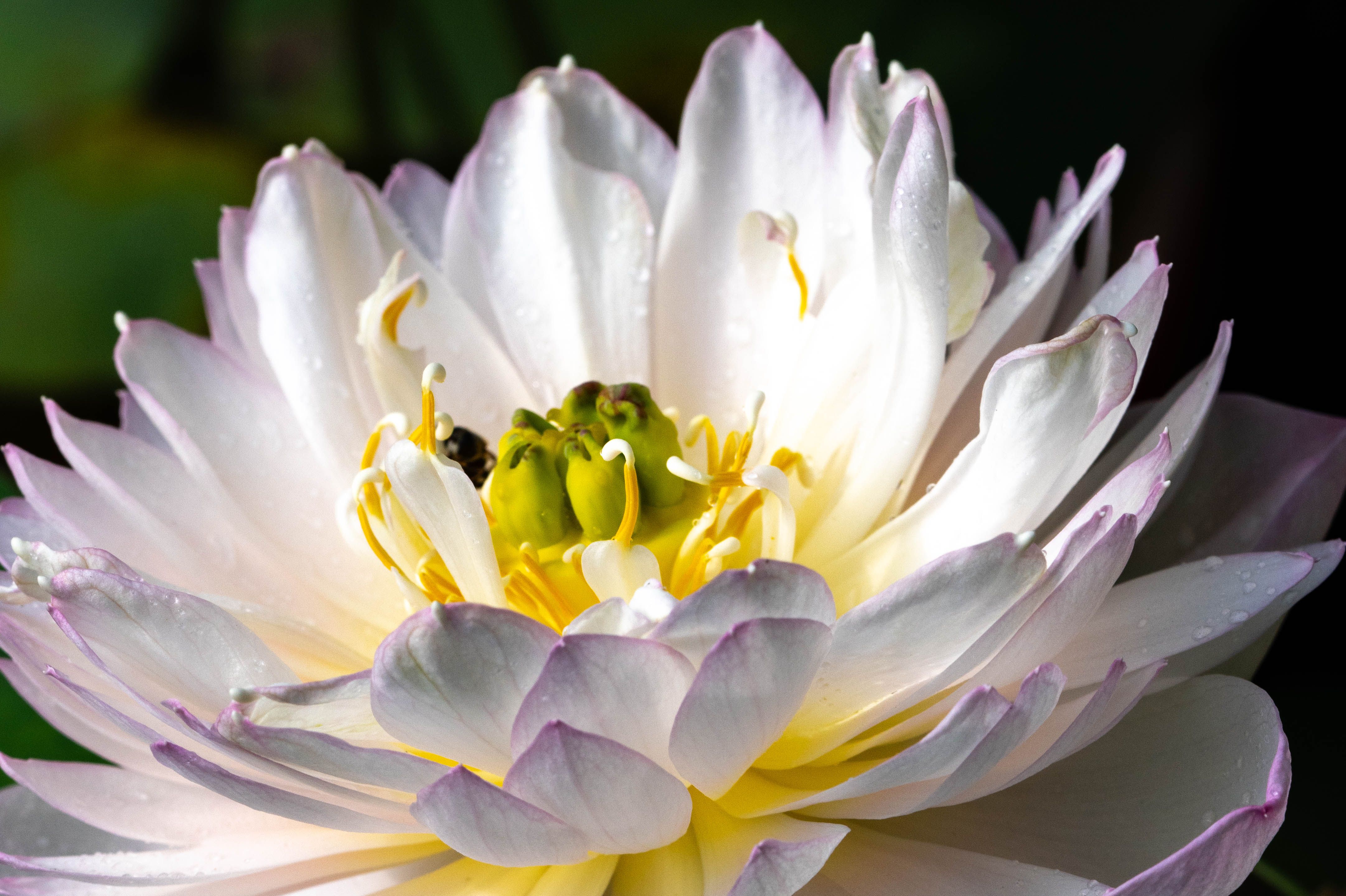 Lotus Background Photos, Download The BEST Free Lotus Background Stock ...