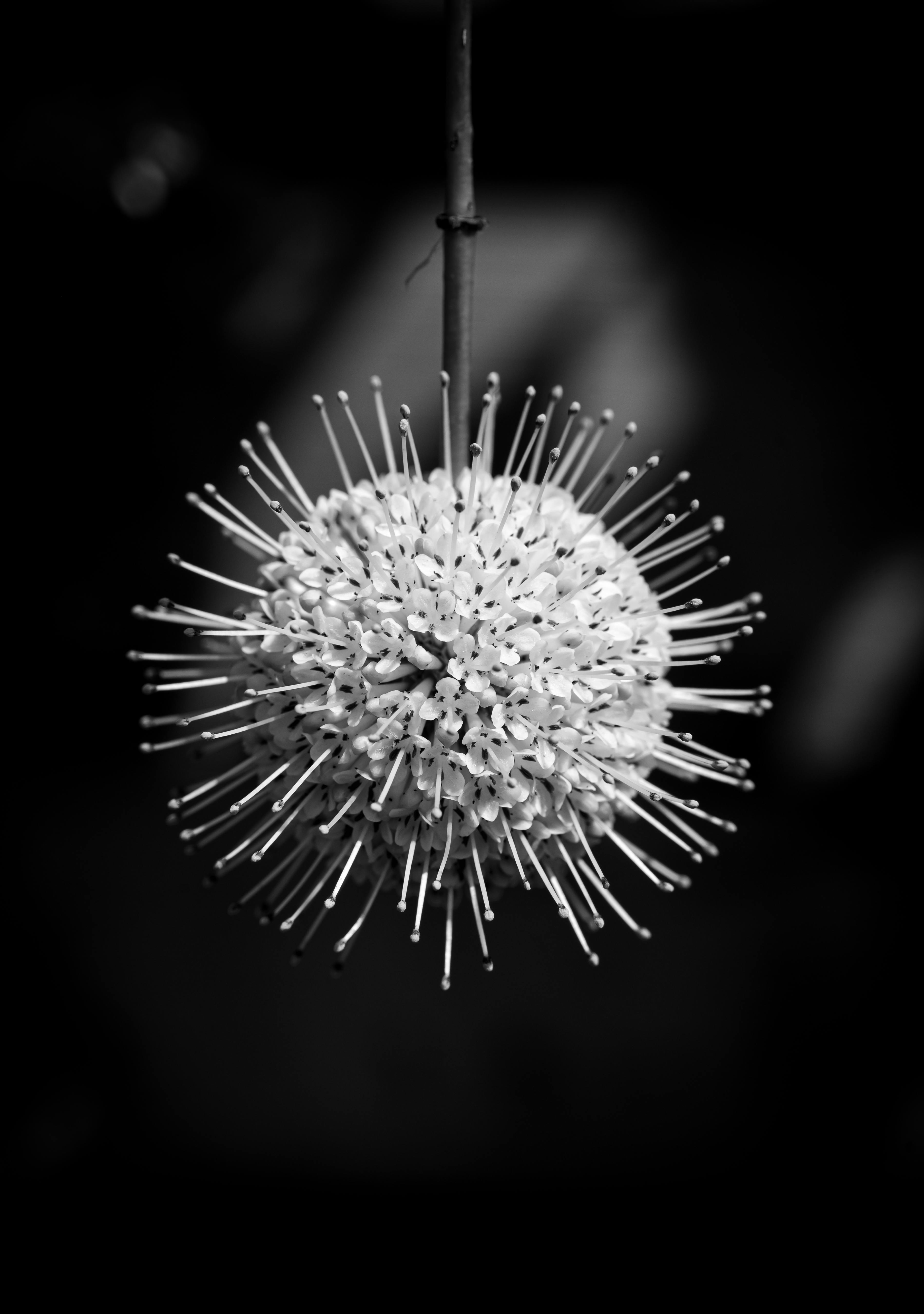 Close-Up of Black and White Spiky Flower · Free Stock Photo