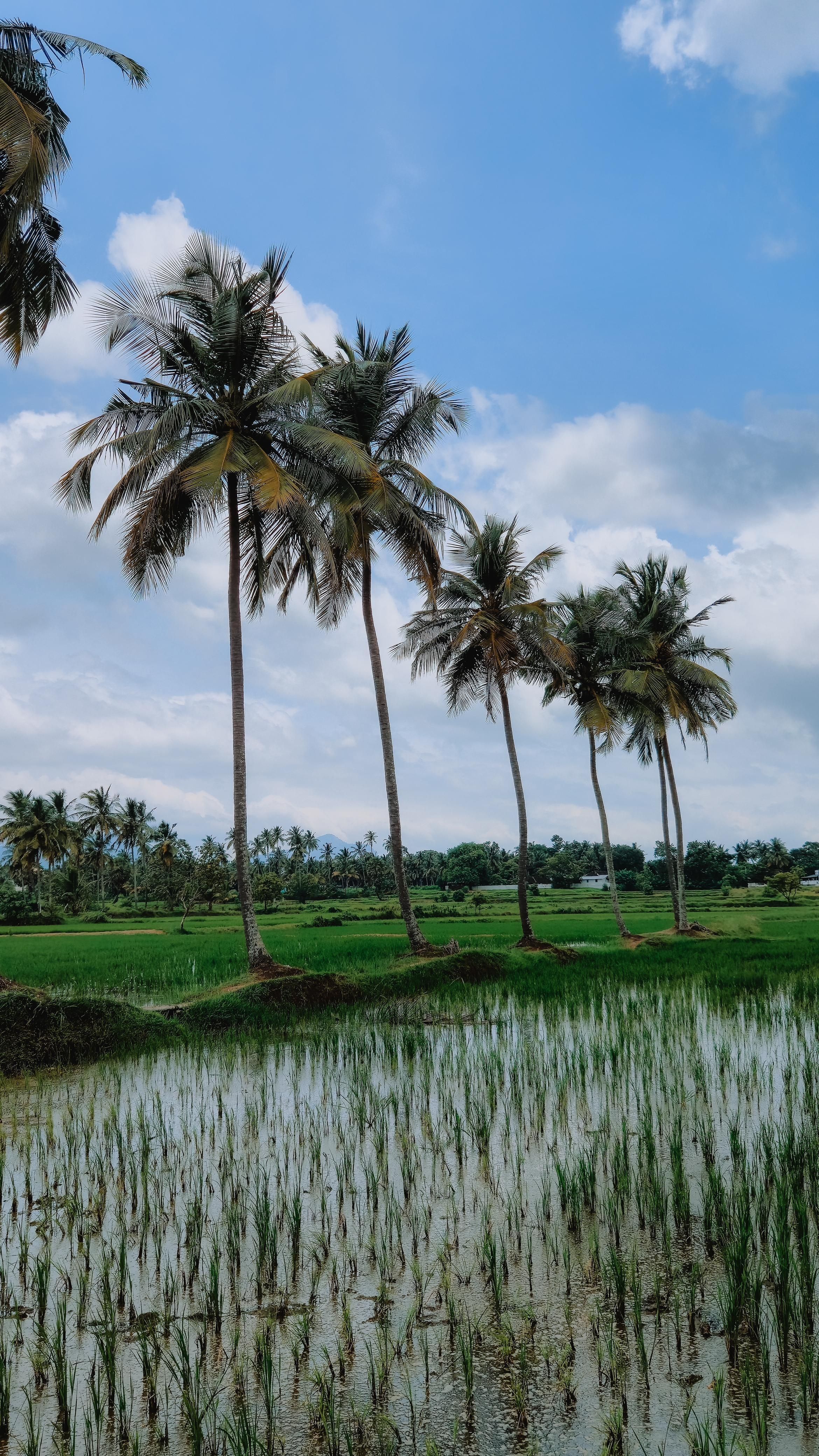 Kerala Paddy Field Photos, Download The BEST Free Kerala Paddy Field ...