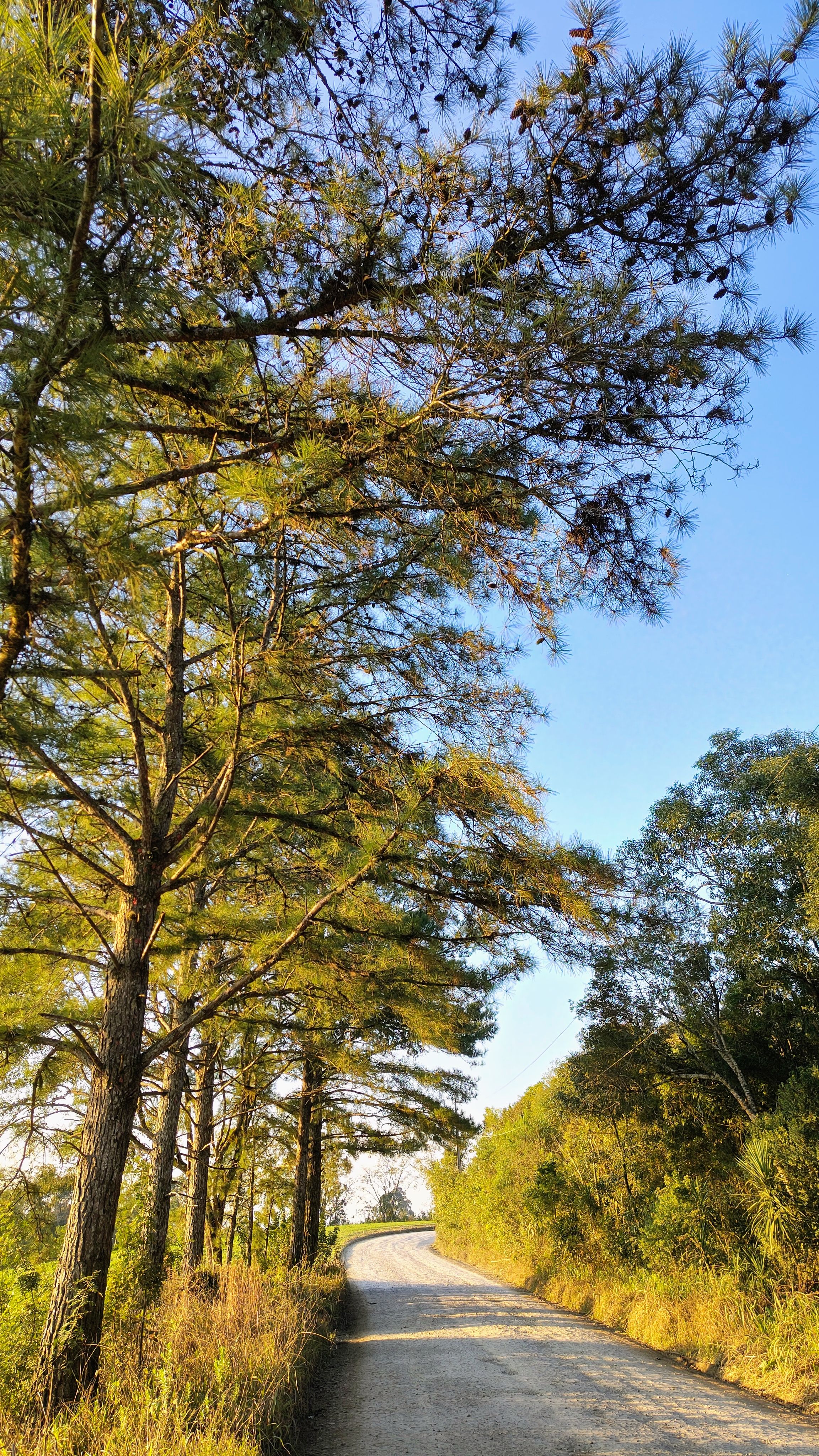 Serene Tree-Lined Path Under Clear Blue Sky · Free Stock Photo