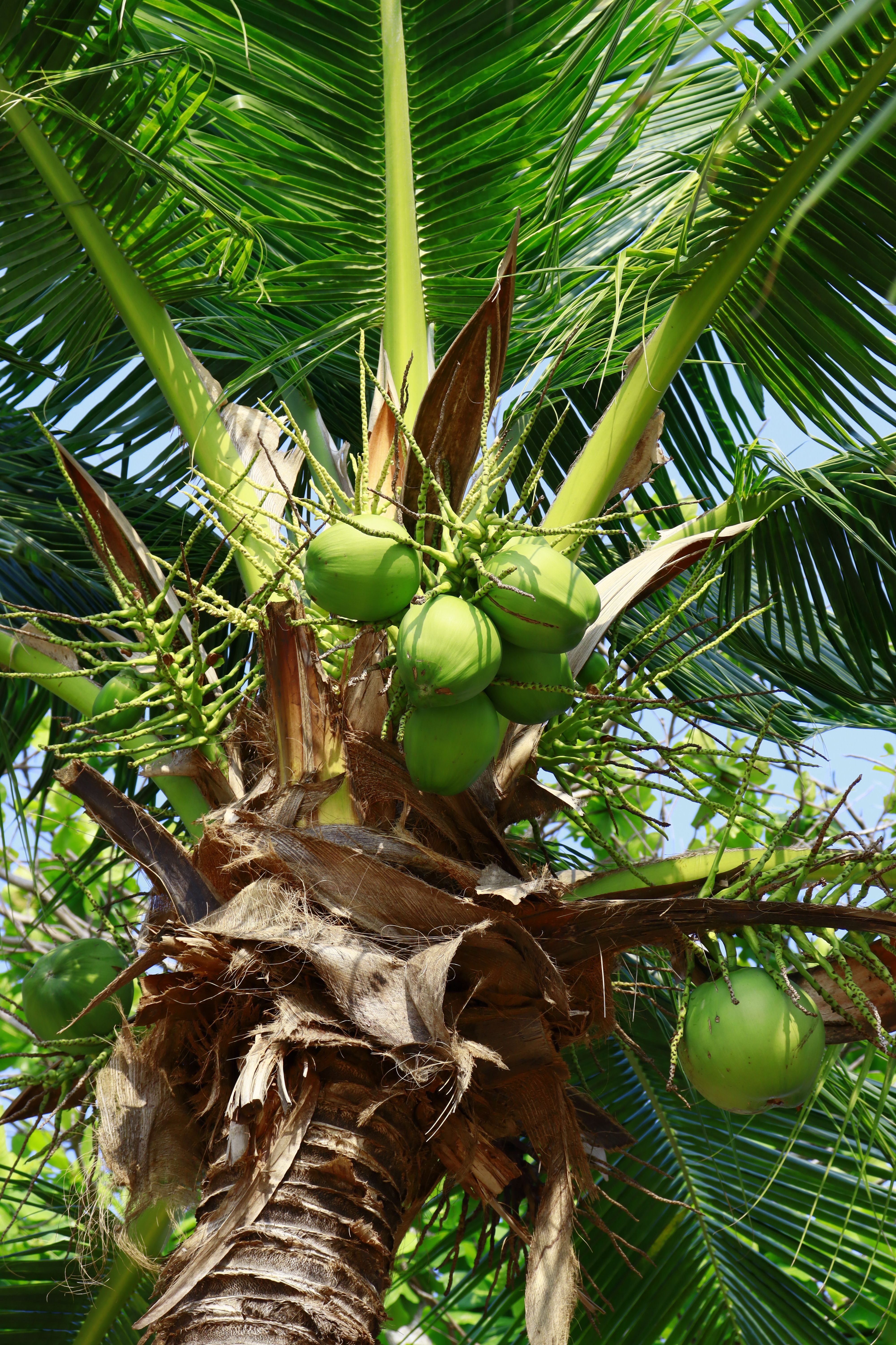 Carton Coconut Tree Photos, Download The BEST Free Carton Coconut Tree ...